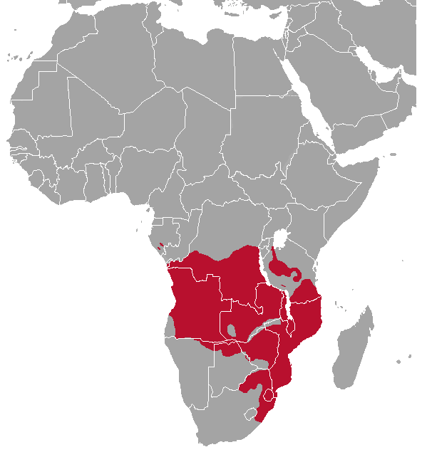 Genus Redunca Reedbucks — Coke Smith Wildlife