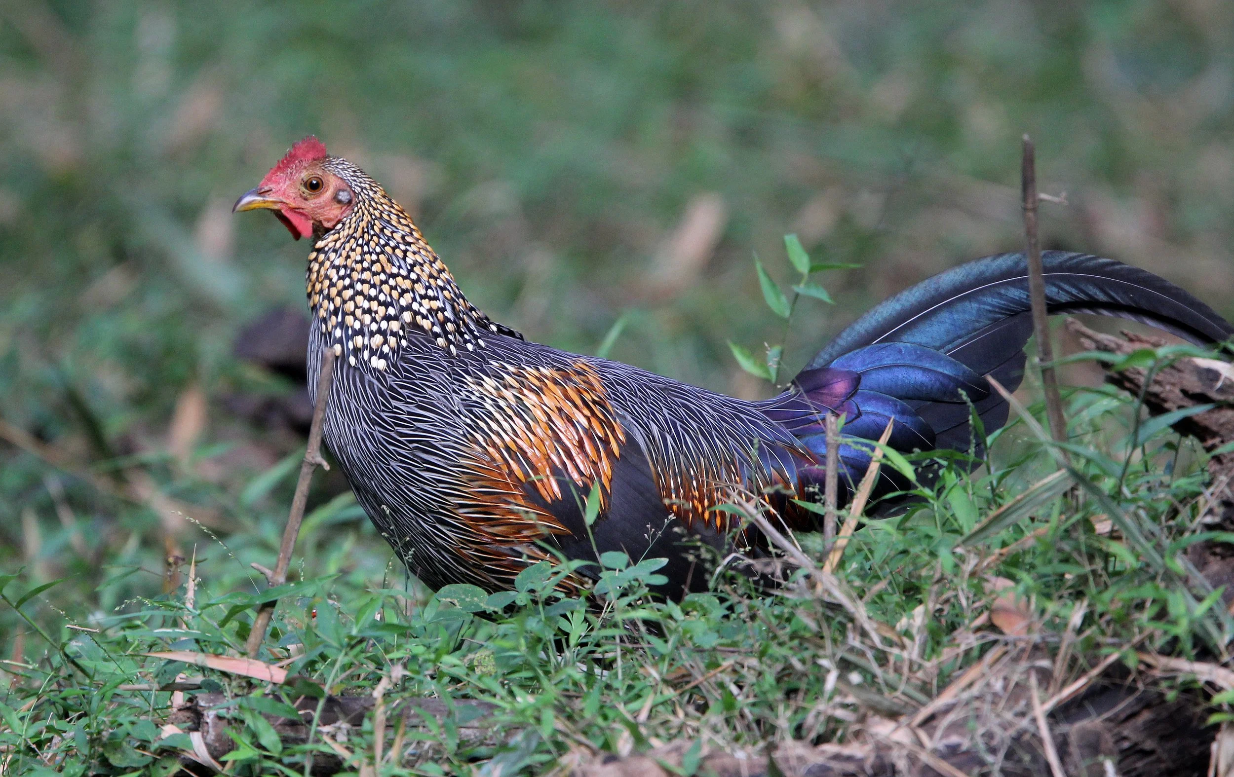Genus Gallus, Jungle Fowl — Coke Smith Wildlife
