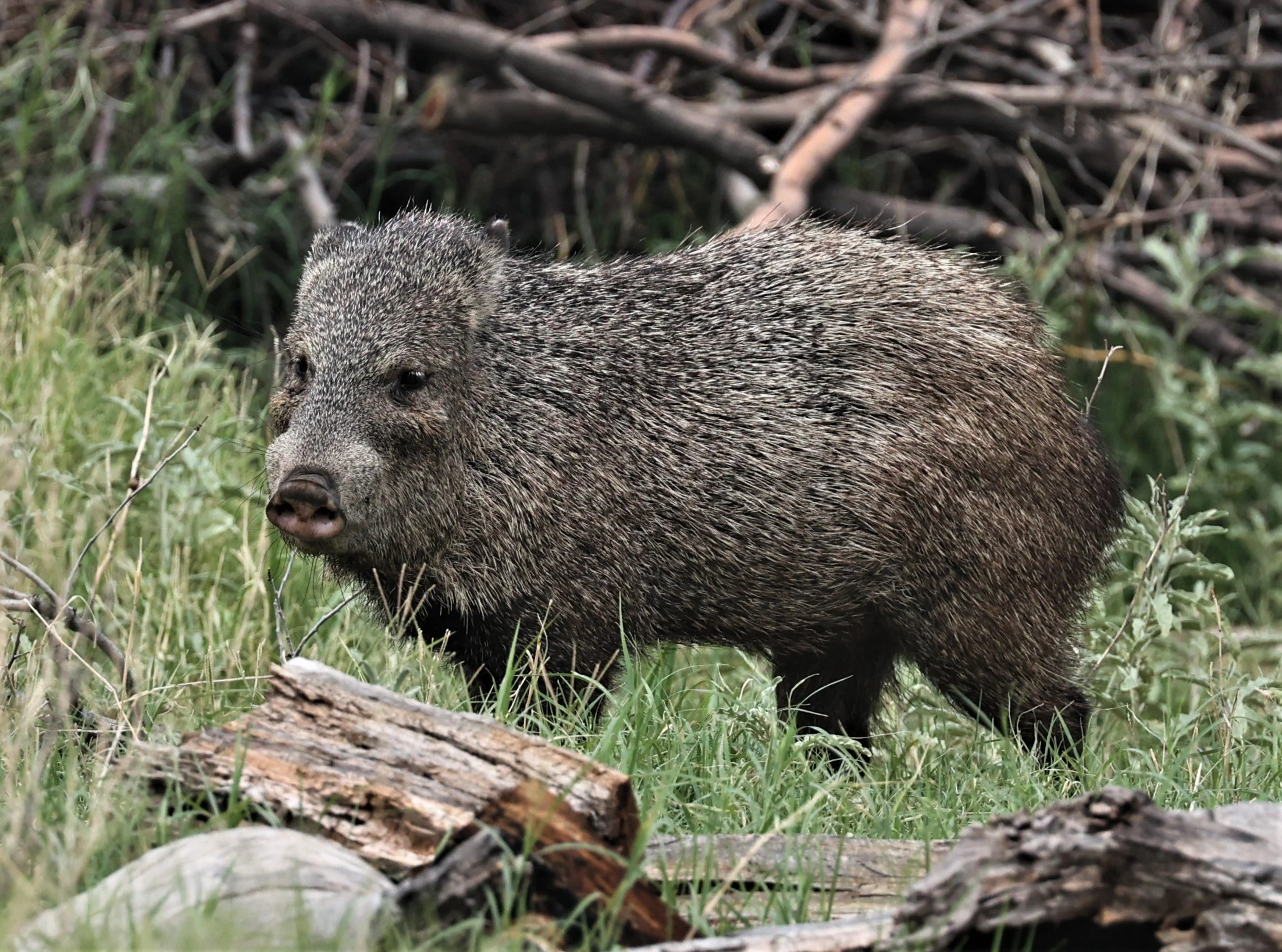 Collared Peccary Collared Peccary | Unaffected Photography
