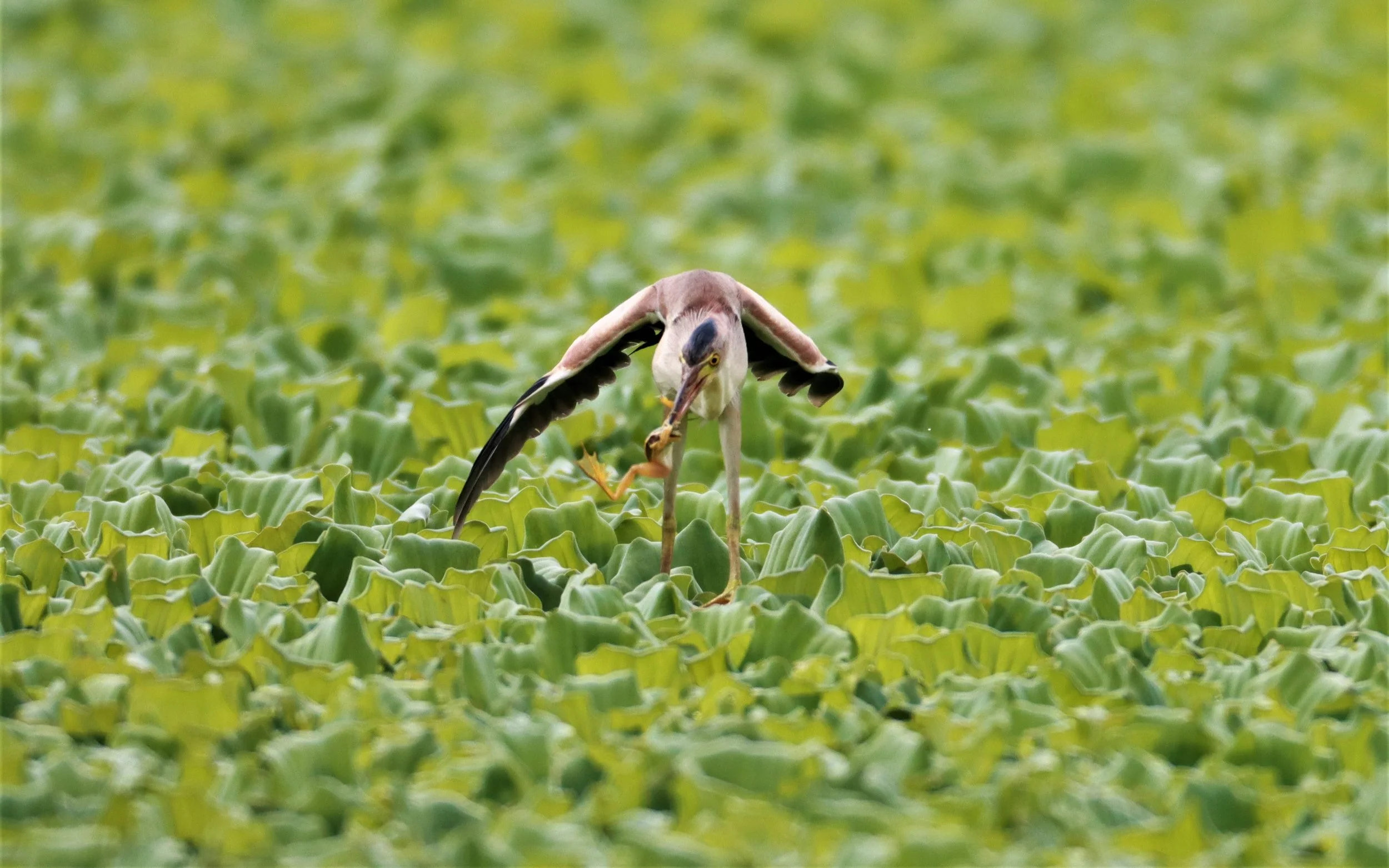 Yellow Bittern (Ixobrychus sinensis) Thailand — Coke Smith Wildlife