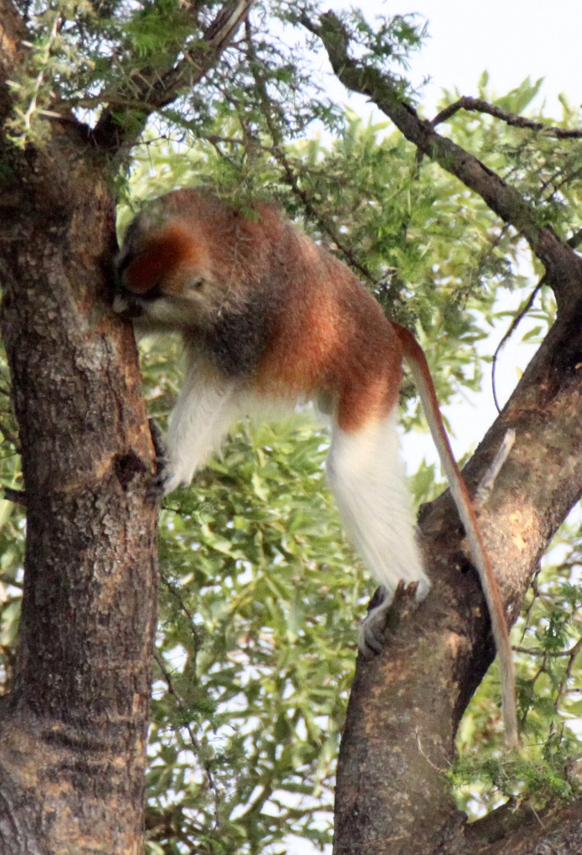 Erythrocebus patas Common Patas Monkey — Coke Smith Wildlife