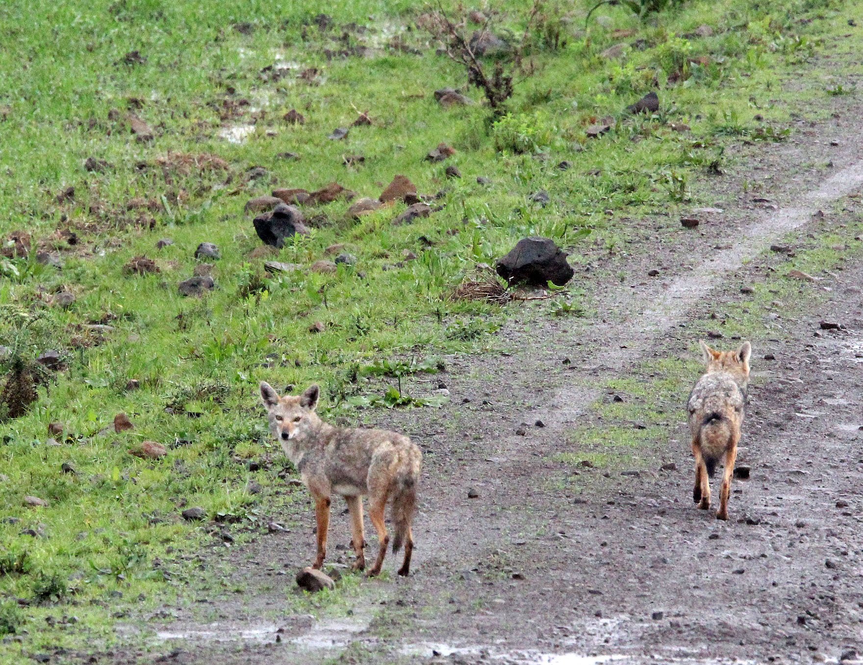 Canis lupaster African Wolf — Coke Smith Wildlife