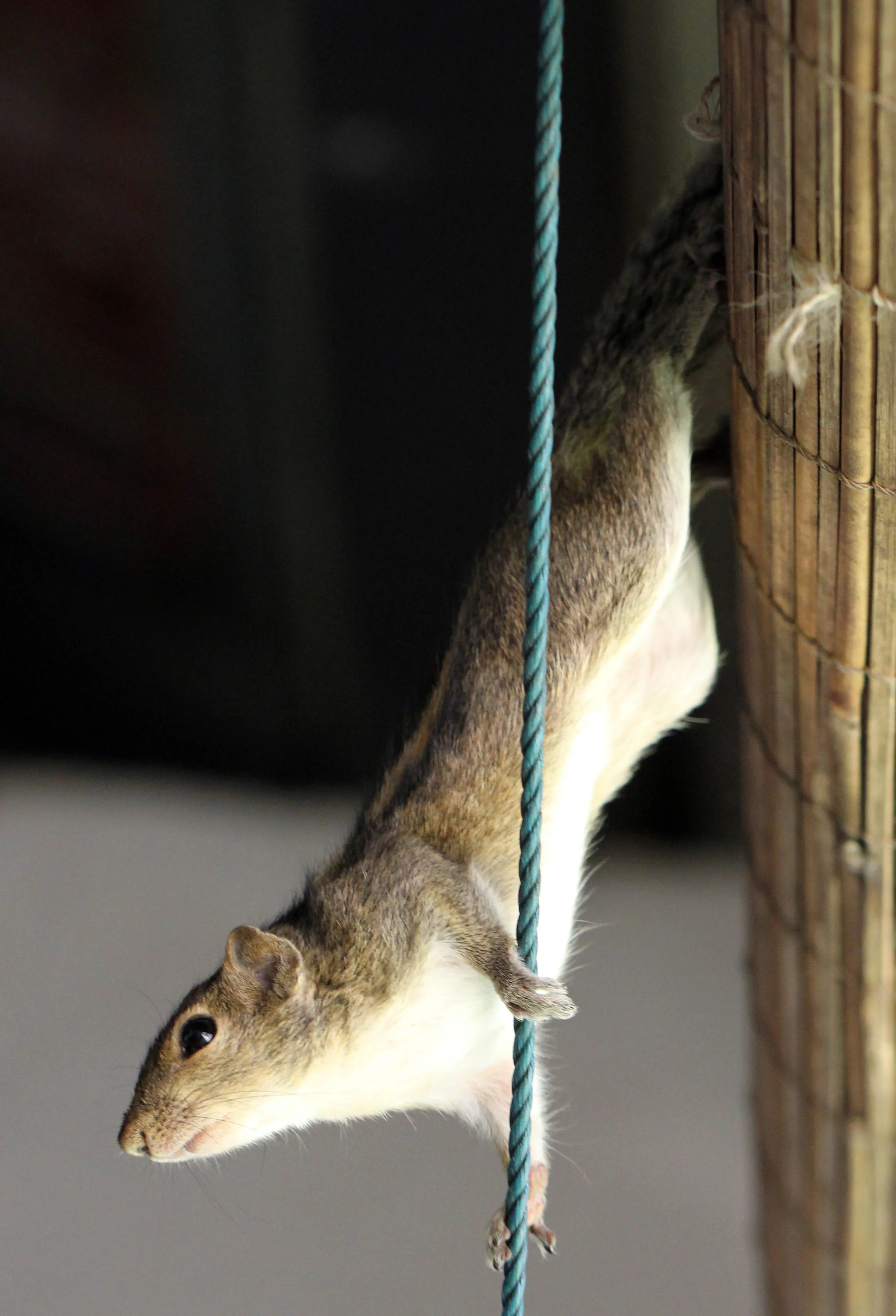 Genus Funambulus - Palm Squirrel — Coke Smith Wildlife