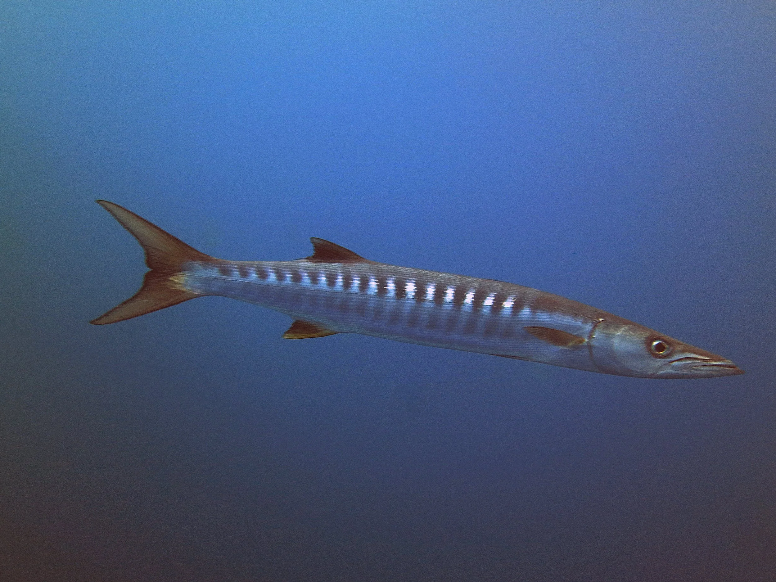 Family Sphyraenidae - Barracuda — Coke Smith Wildlife