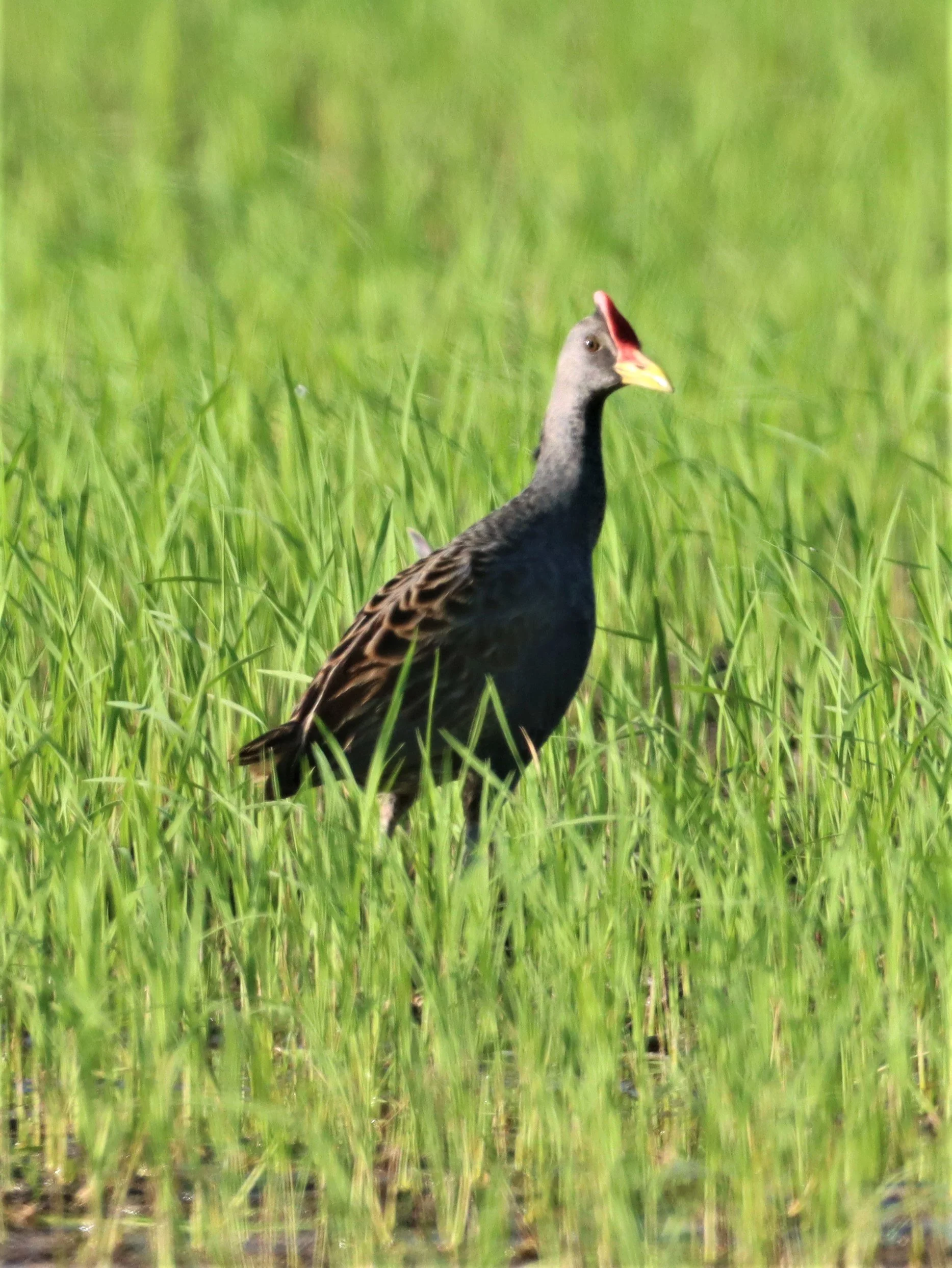 Watercock (Gallicrex cinerea) Thap Yao Rice Fields Lat Krabang Bangkok ...