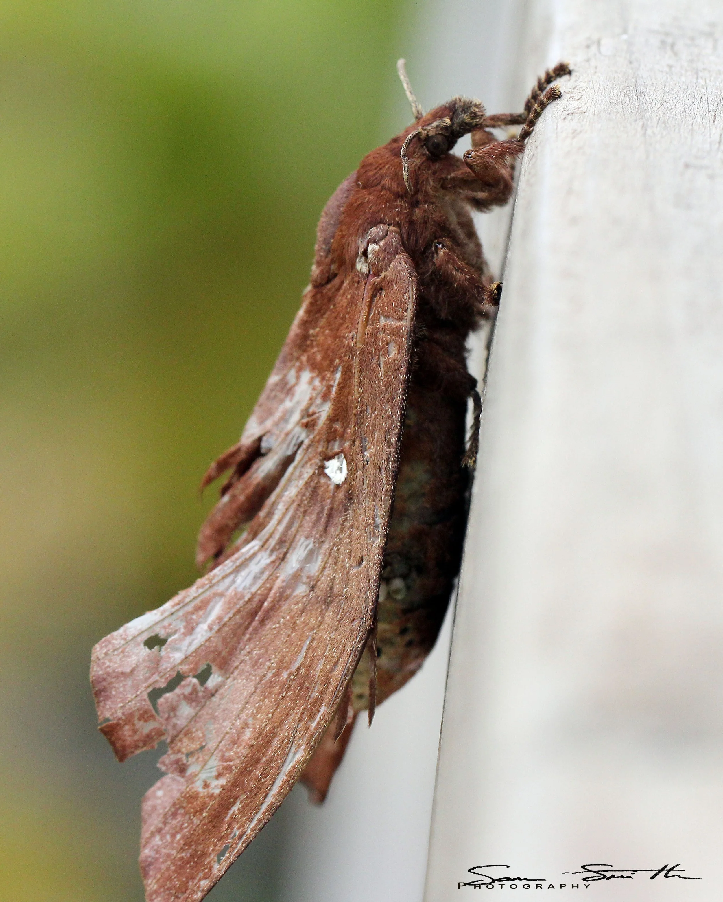 Family Lasiocampidae - Lappet Moths — Coke Smith Wildlife