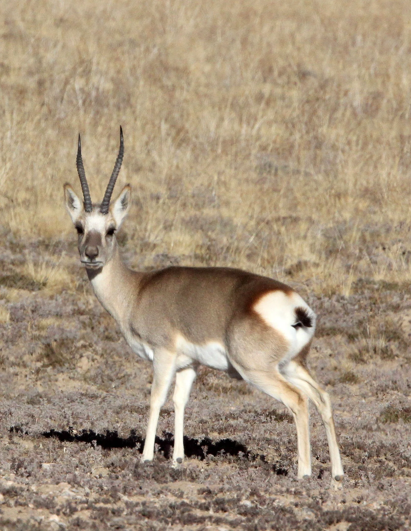 Procapra picticaudata Tibetan Gazelle — Coke Smith Wildlife