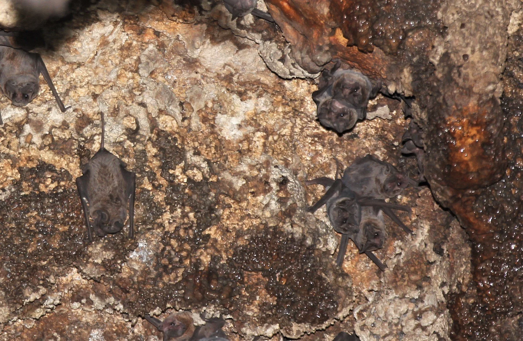 Chaerephon plicatus - Asian Wrinkle-lipped Bat — Coke Smith Wildlife