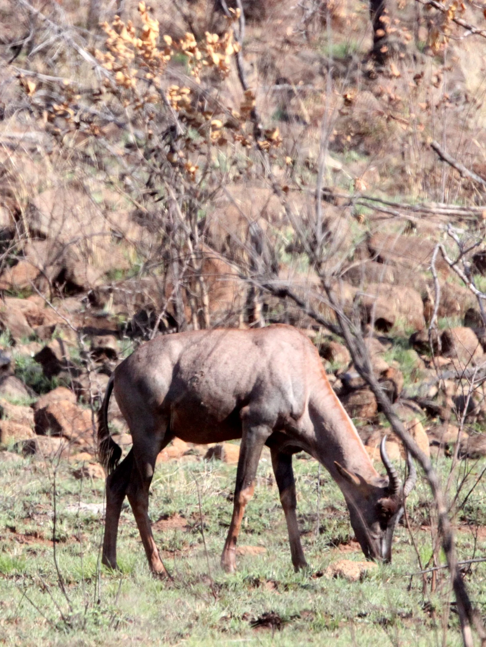 Genus Damaliscus Tsessebe & Topi — Coke Smith Wildlife