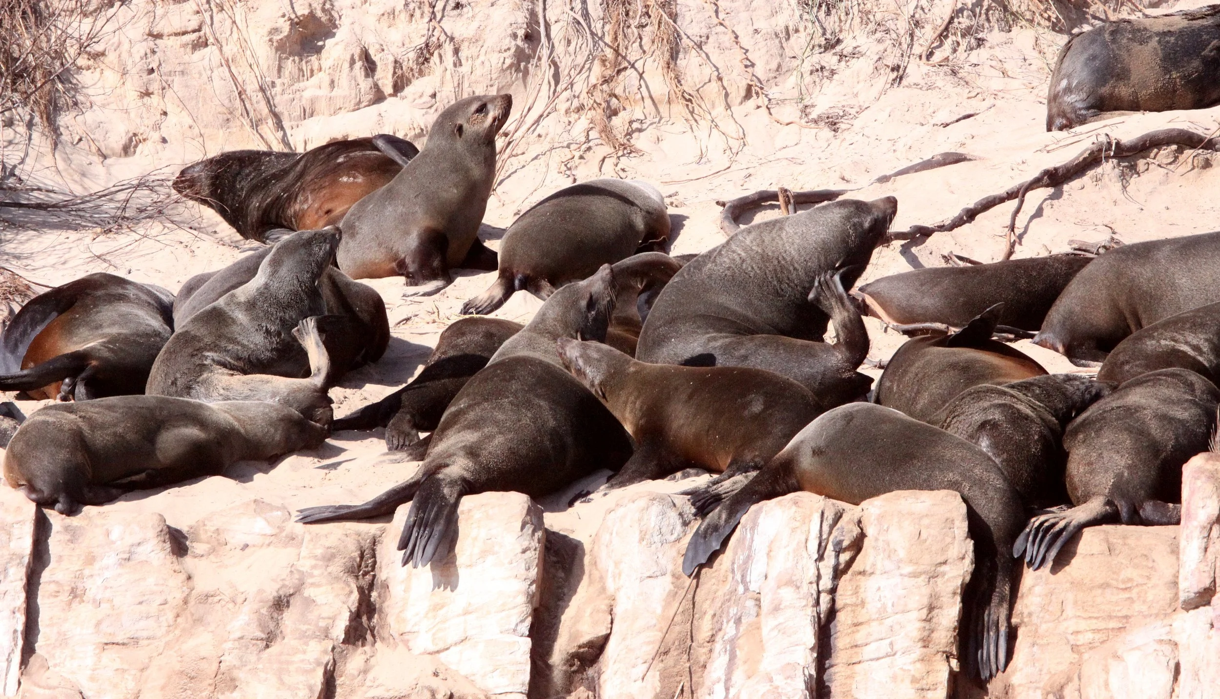 Genus Arctocephalus Fur Seals — Coke Smith Wildlife