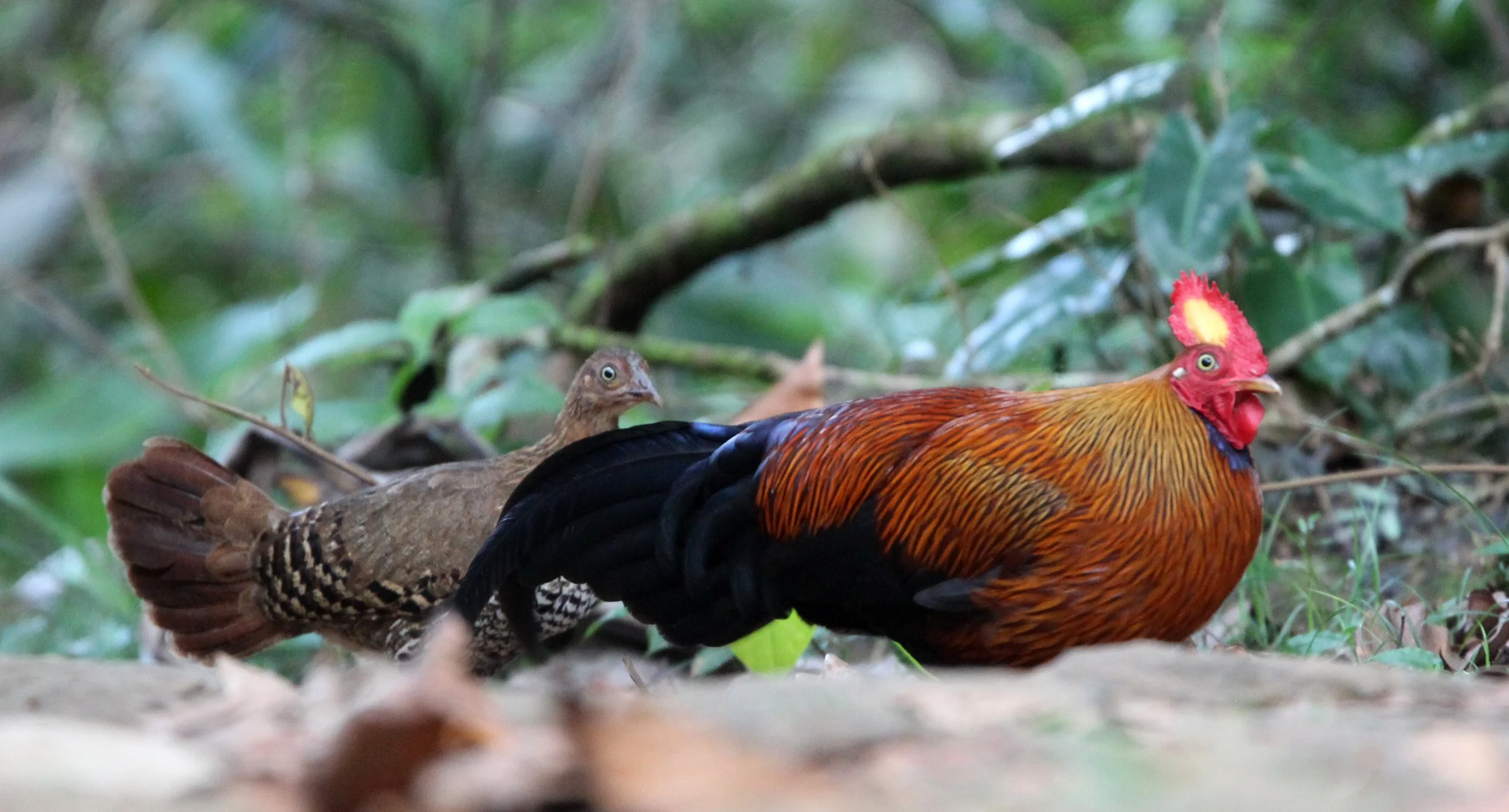 Genus Gallus, Jungle Fowl — Coke Smith Wildlife