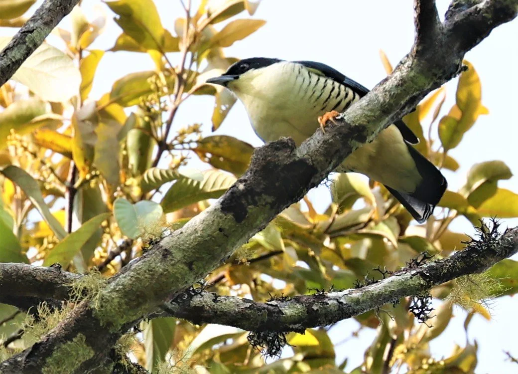 Himalayan Cutia (Cutia nipalensis) Thailand — Coke Smith Wildlife