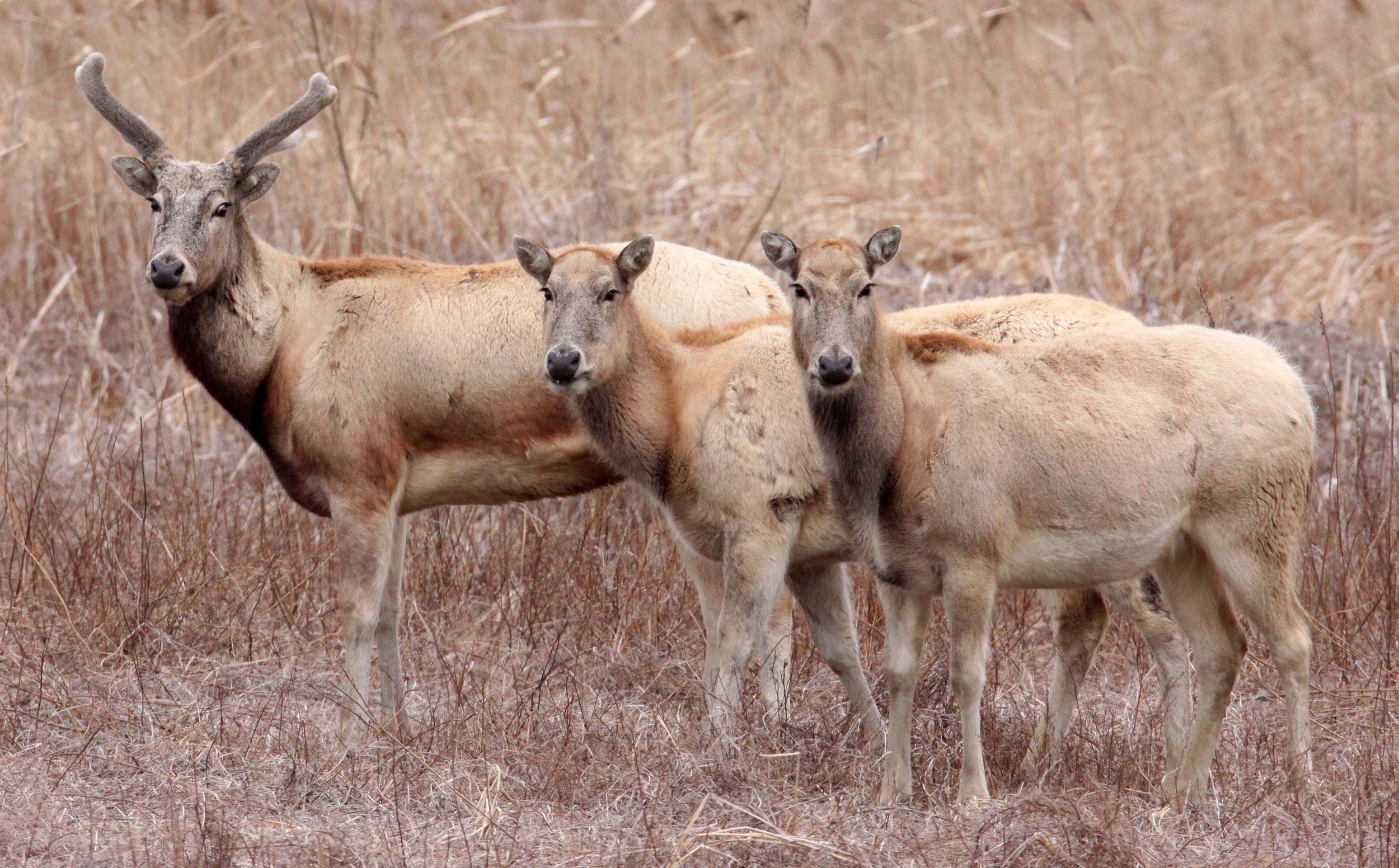 Pere David’s Deer (Elaphurus davidianus) — Coke Smith Wildlife