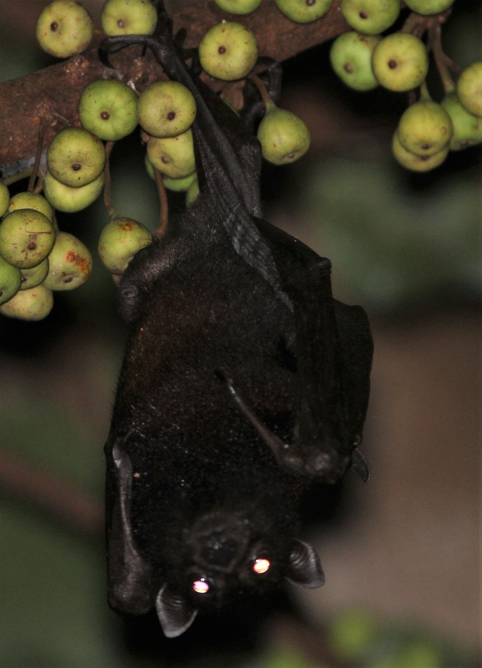 Pteropus hypomelanus - Island Flying Fox — Coke Smith Wildlife