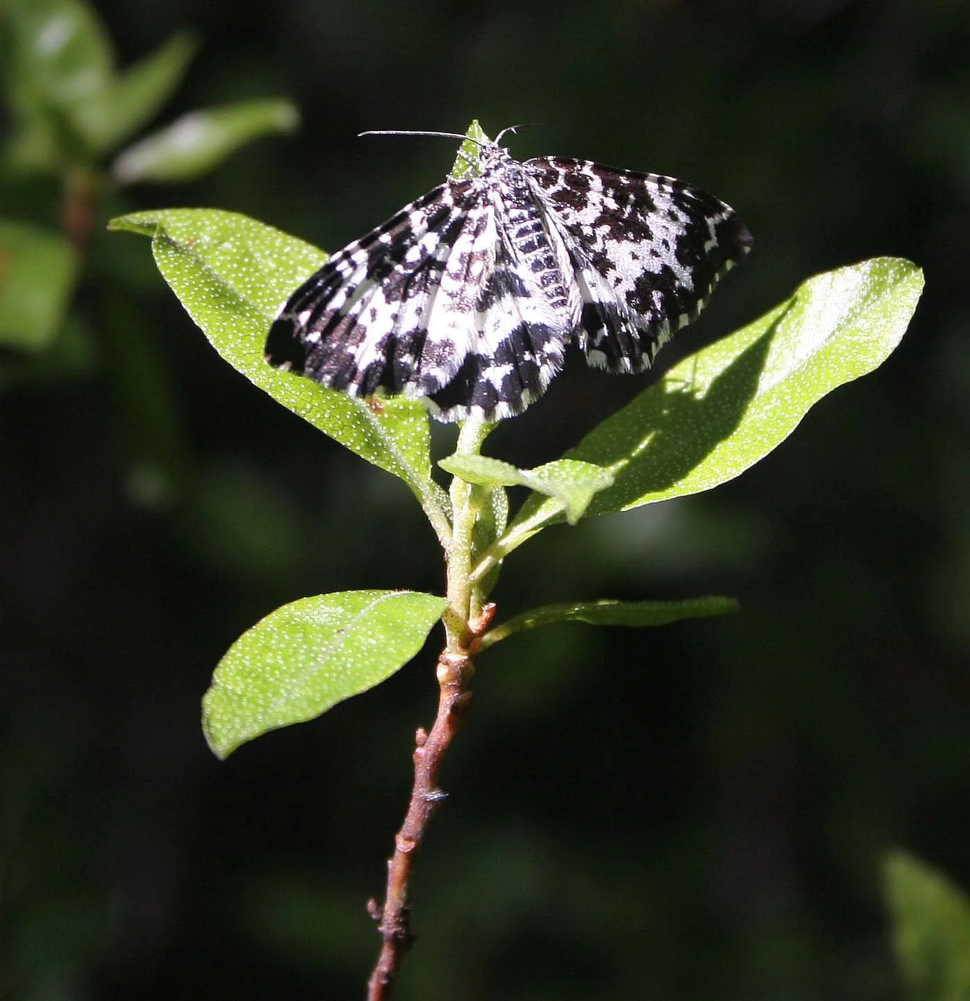 Family Geometridae - Geometer Moths — Coke Smith Wildlife