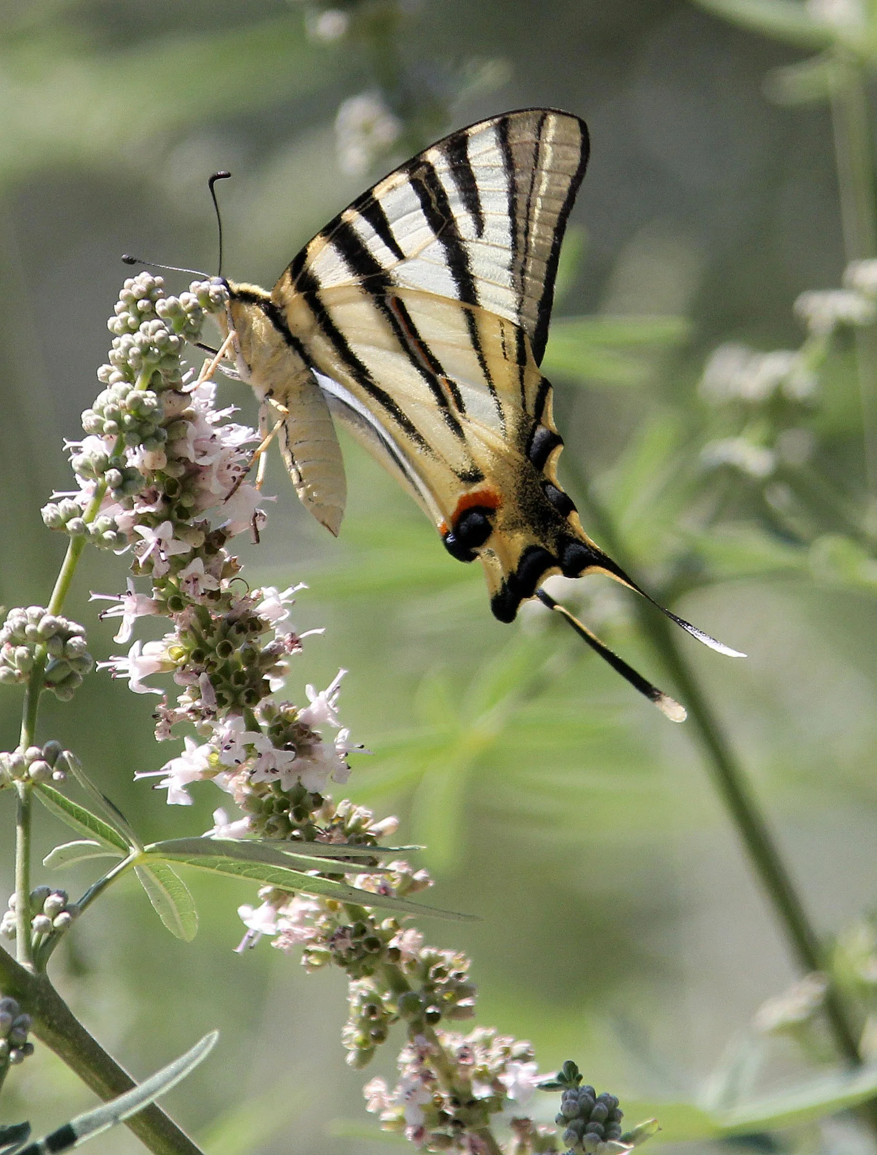 Family Papilionidae - Swallowtail Butterflies — Coke Smith Wildlife
