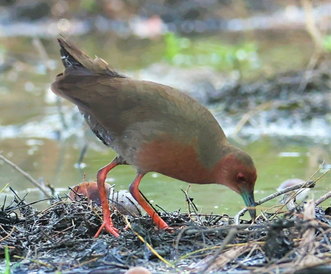 Ruddy-breasted Crake (Porzana fusca) Pathum Thani Rice Research Center ...