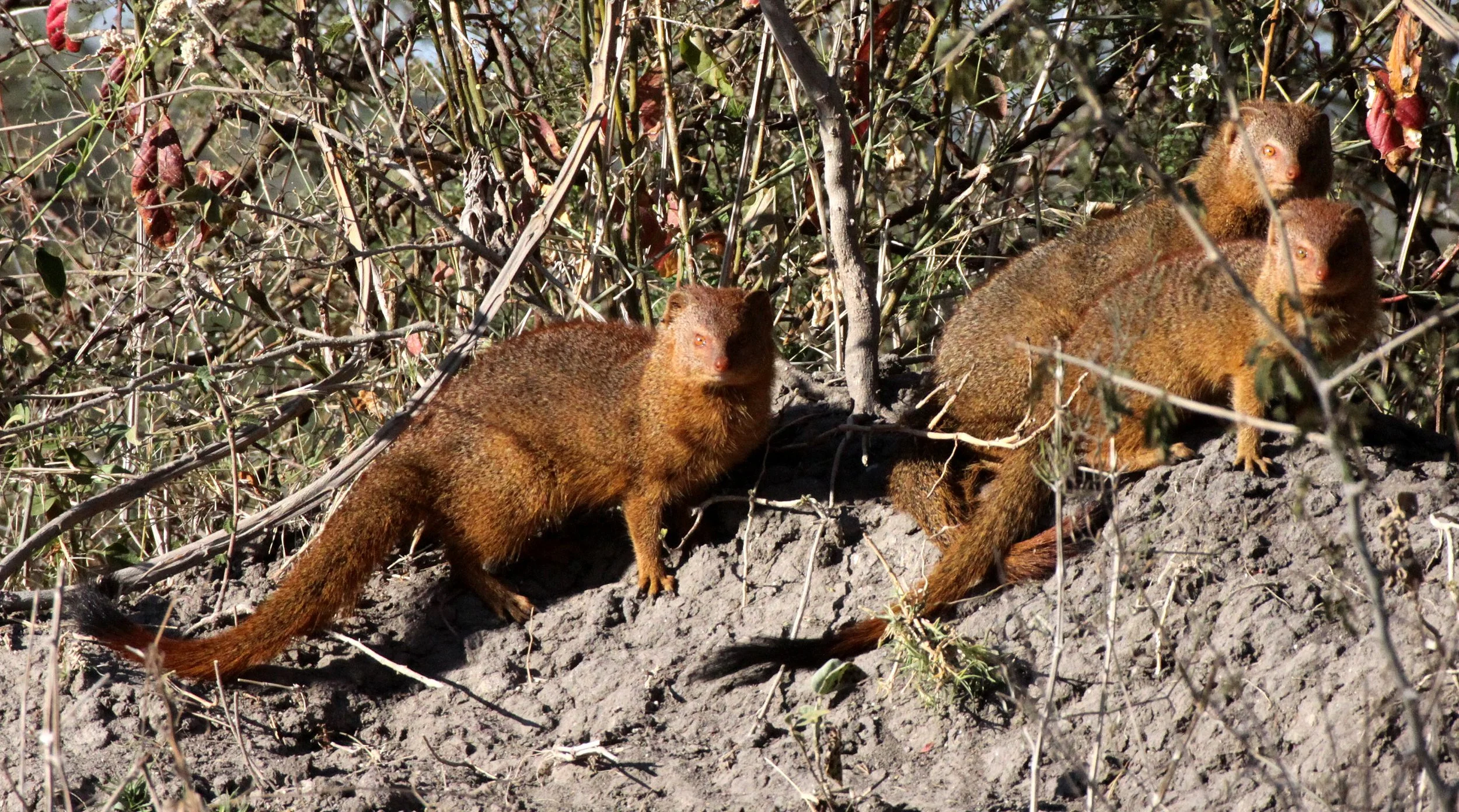 Herpestes sanguinea - Slender Mongoose — Coke Smith Wildlife