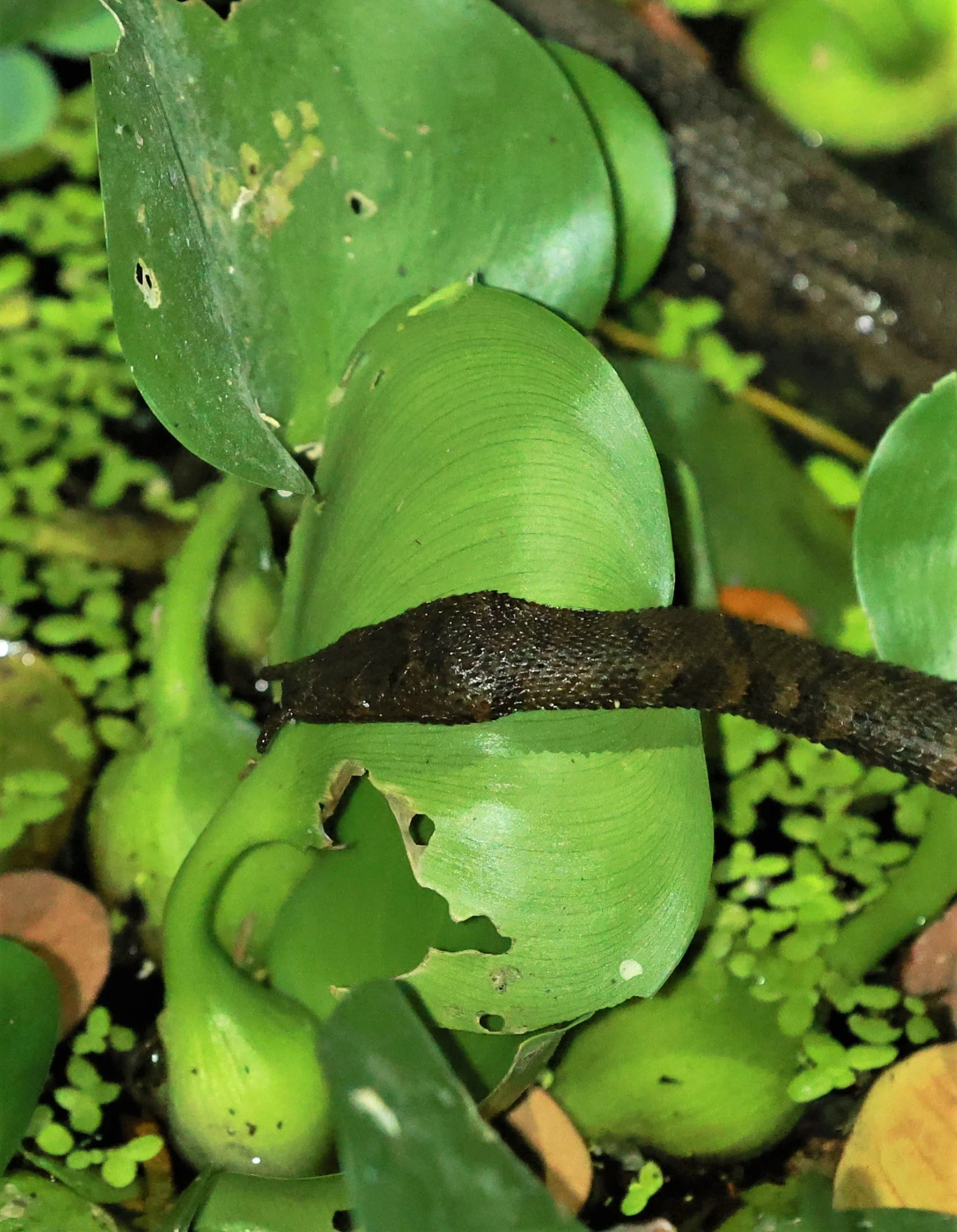 Family Homalopsidae - Mud & Tentacled Snakes — Coke Smith Wildlife