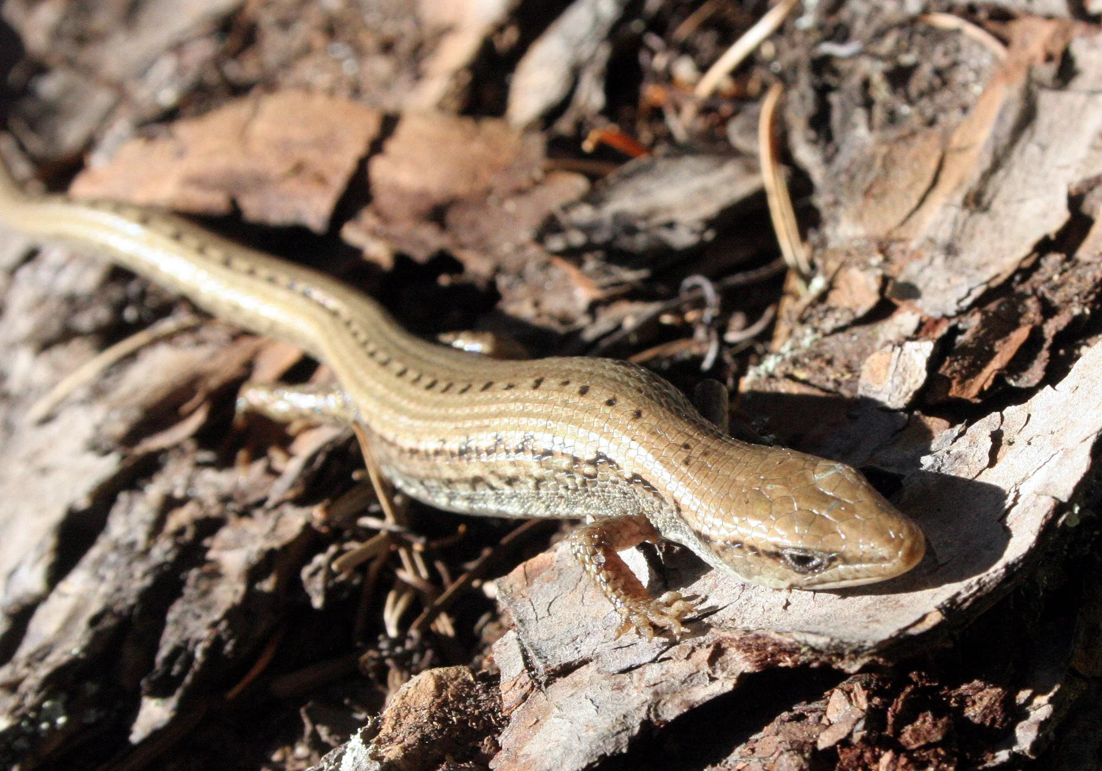 Family Anguidae - Alligator Lizards — Coke Smith Wildlife