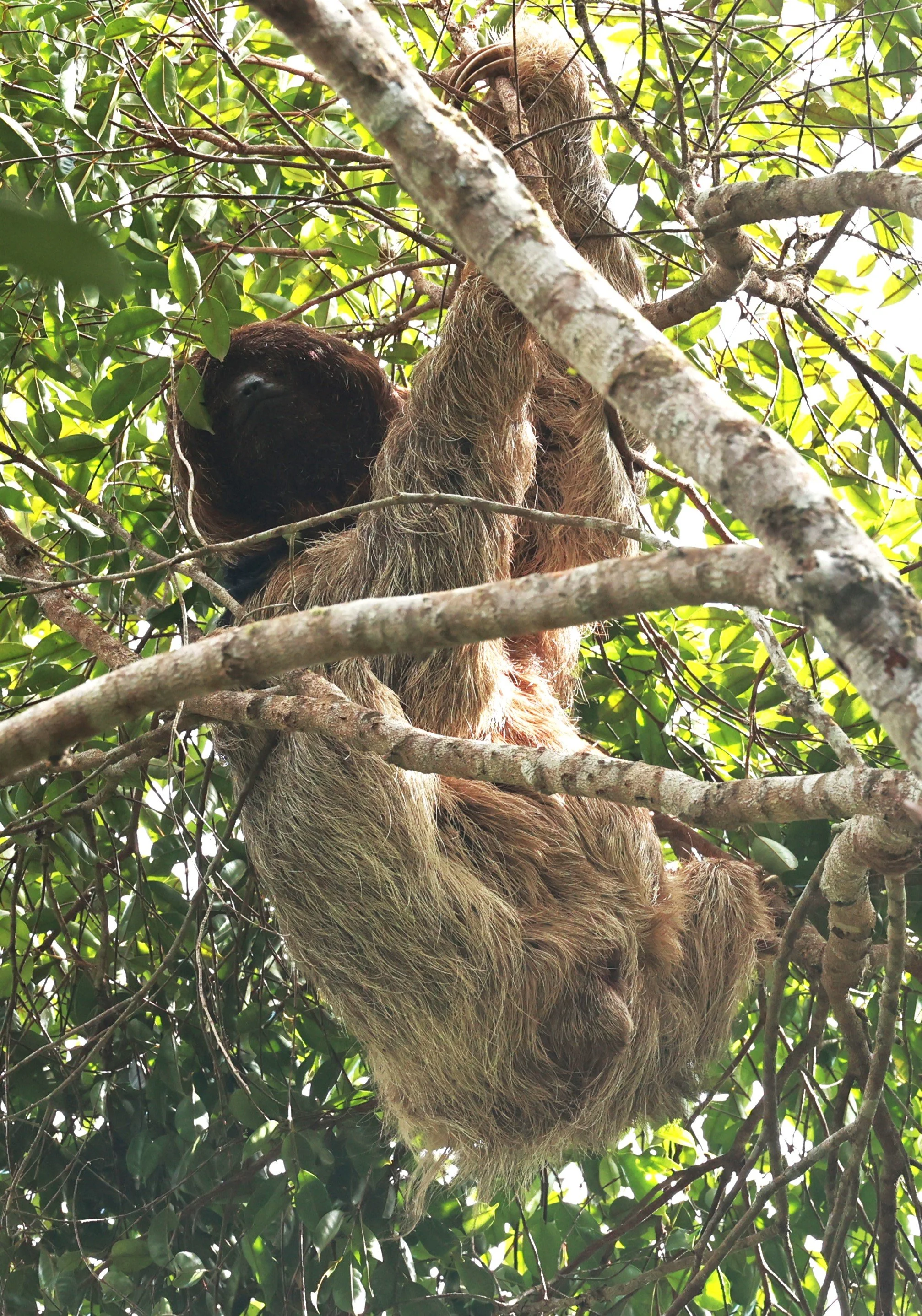 Northern & Southern Maned Sloths — Coke Smith Wildlife