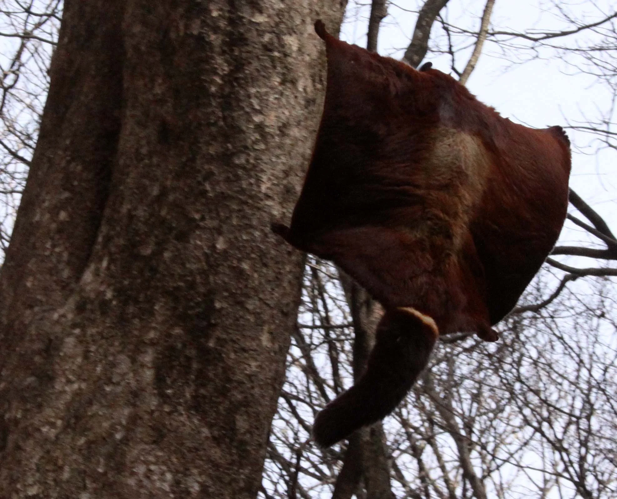 Petaurista alborufus - Red & White Giant Flying Squirrel — Coke Smith ...