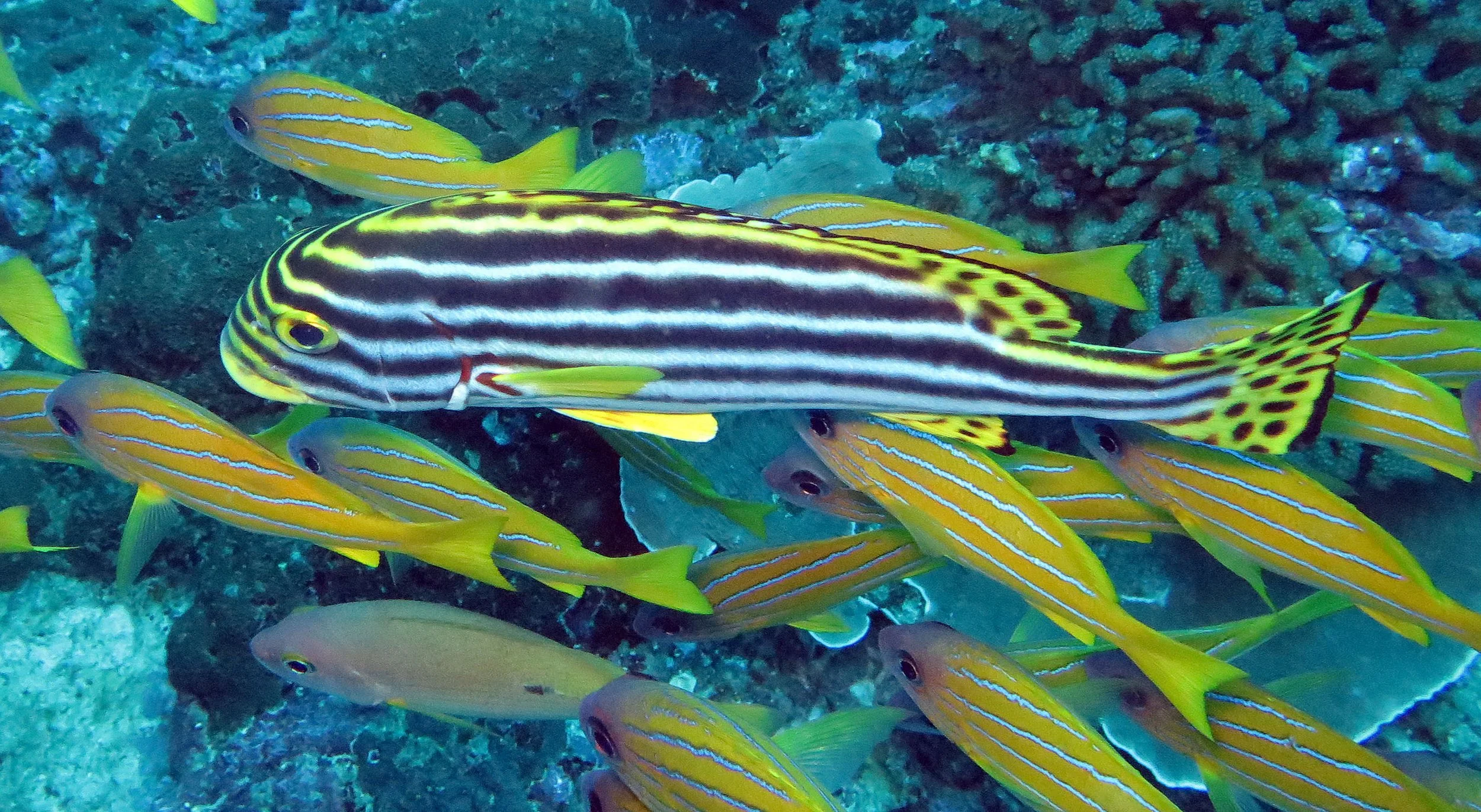 Family Haemulidae - Sweetlips — Coke Smith Wildlife