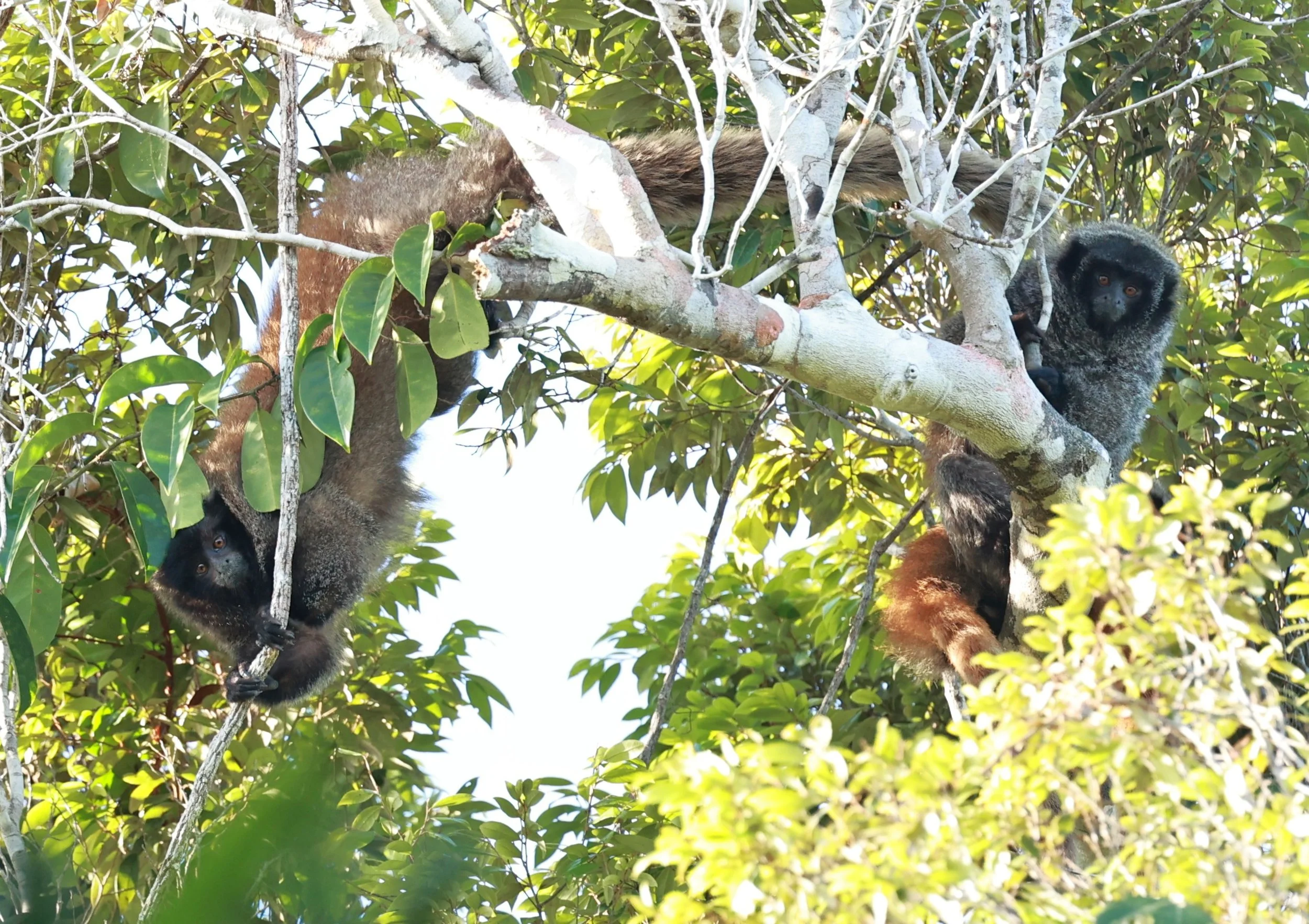 Coastal Black-handed Titi Monkey (Callicebus melanochir) — Coke Smith ...