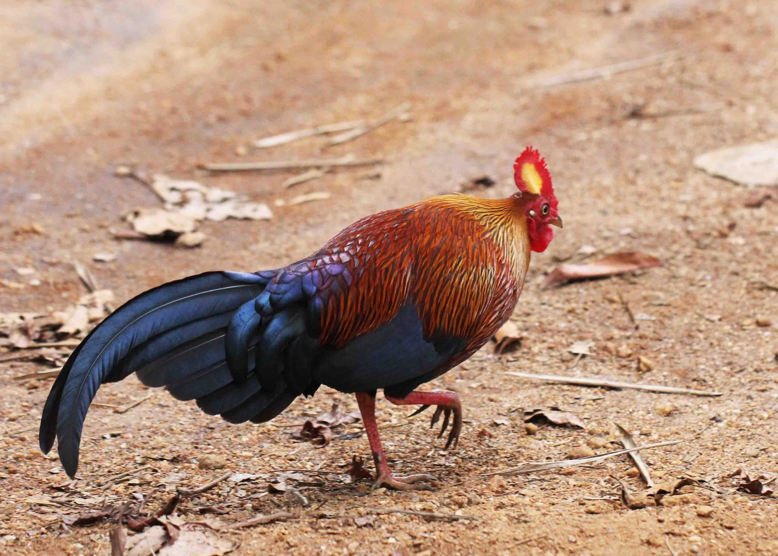 Genus Gallus, Jungle Fowl — Coke Smith Wildlife