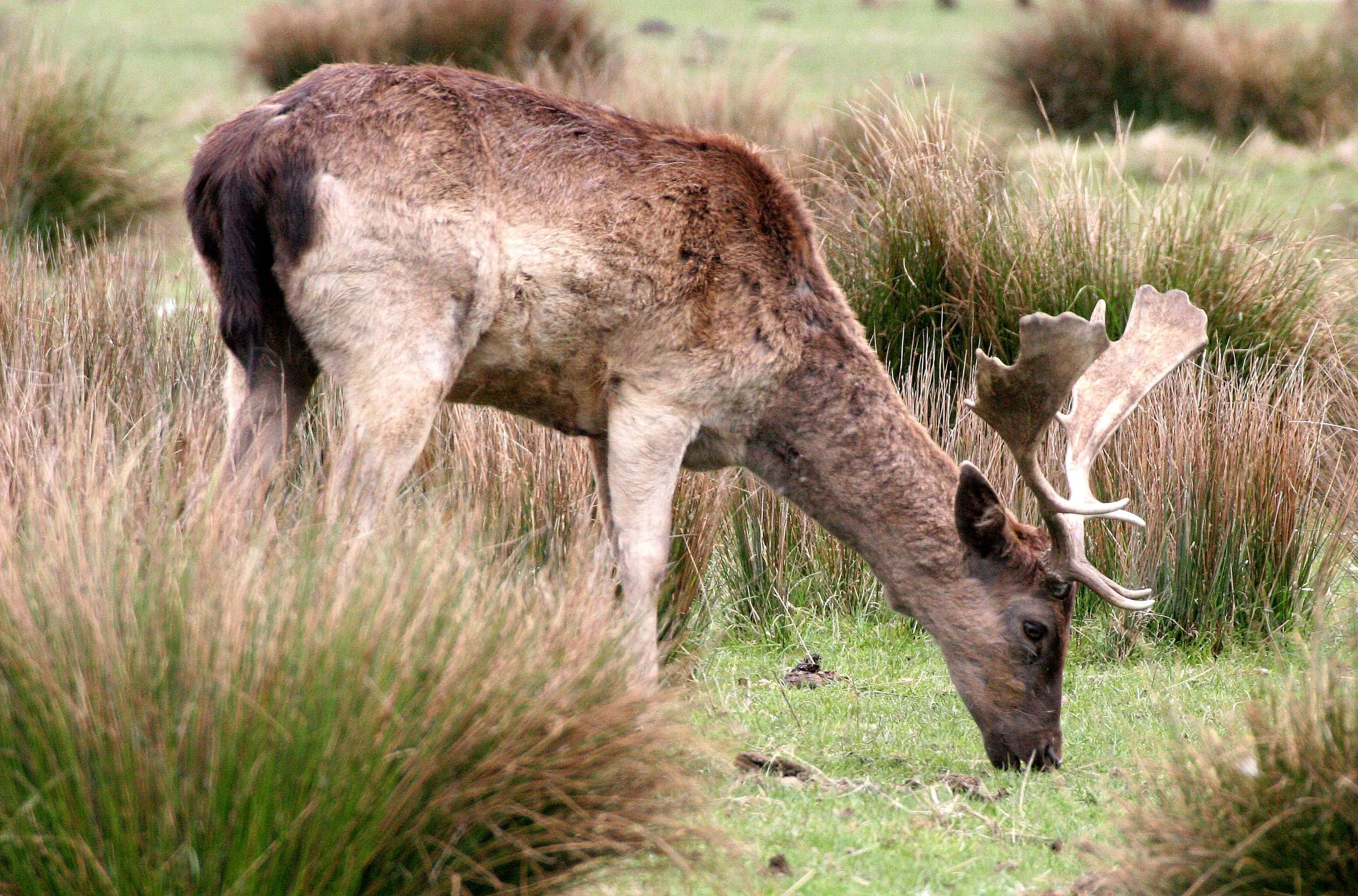 Family Cervidae the Deer — Coke Smith Wildlife