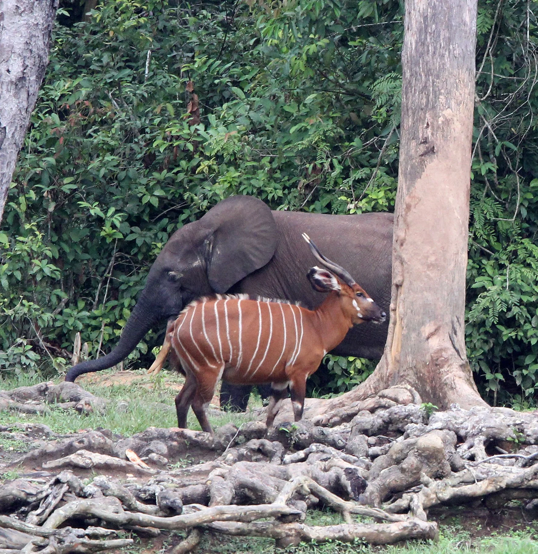 Tragelaphus eurycerus Bongo — Coke Smith Wildlife