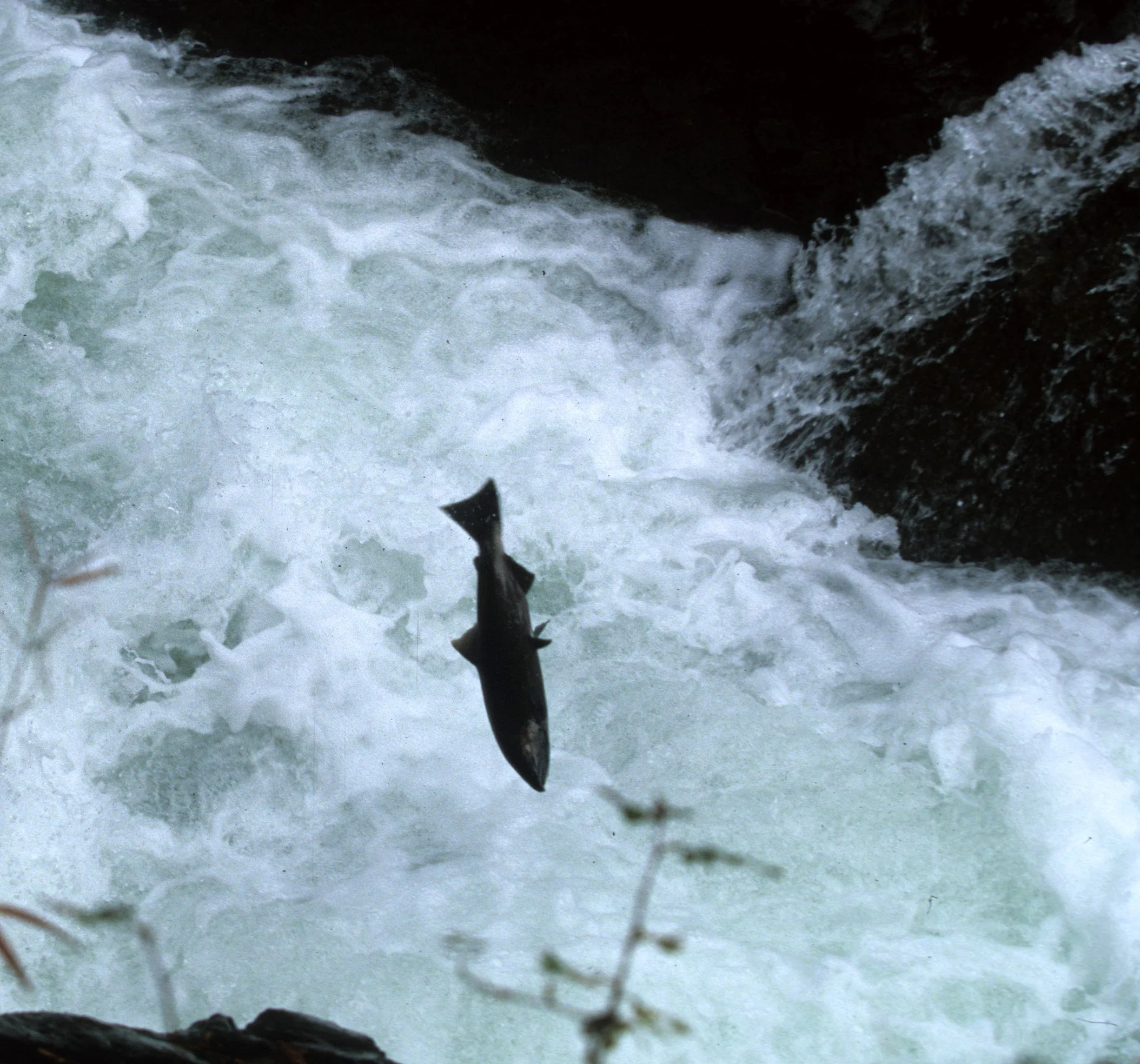 Family Salmonidae - The Salmonids — Coke Smith Wildlife