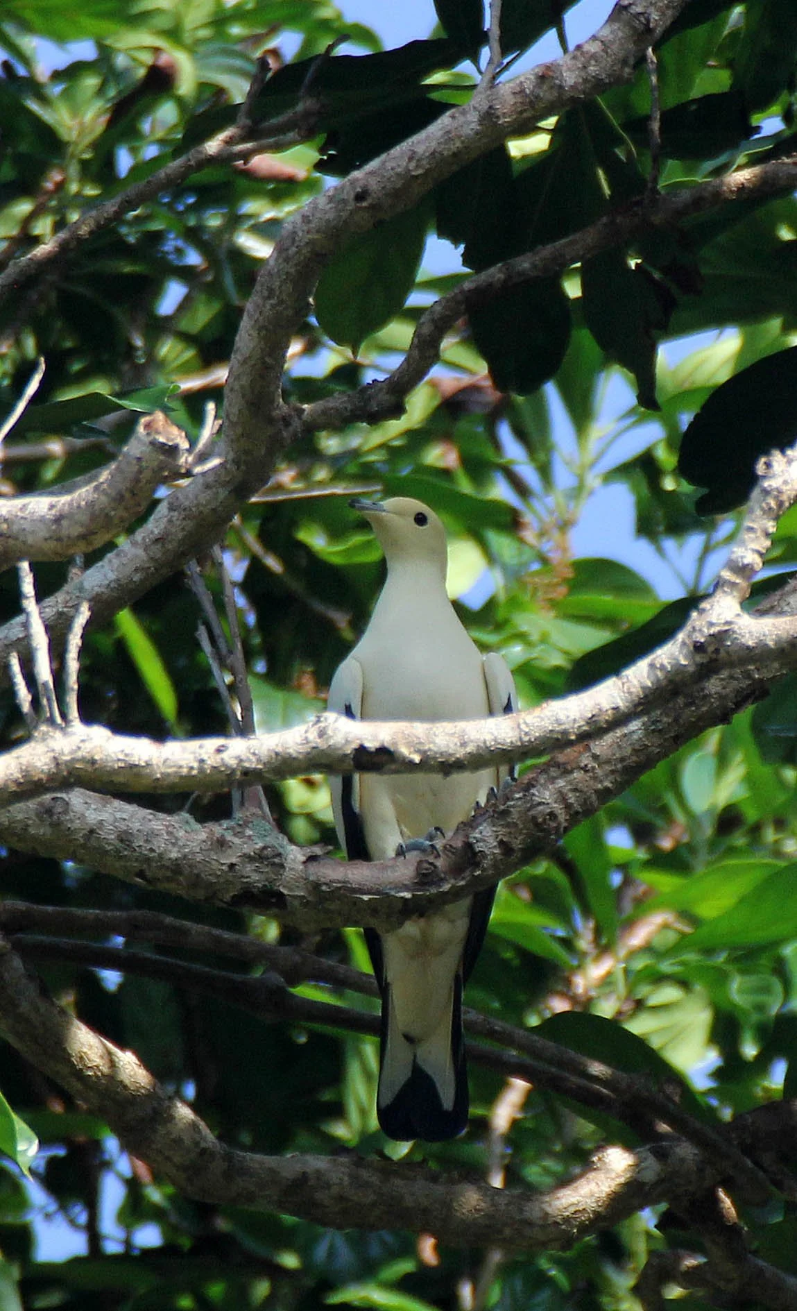Genus Ducula Imperial Pigeons — Coke Smith Wildlife