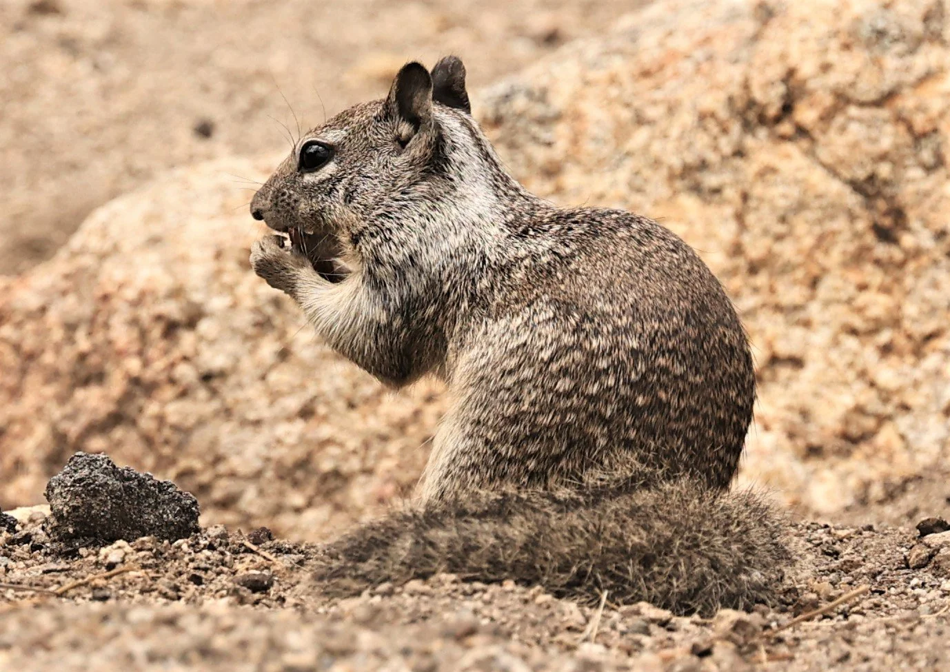 Genus Otospermophilus Ground Squirrels — Coke Smith Wildlife