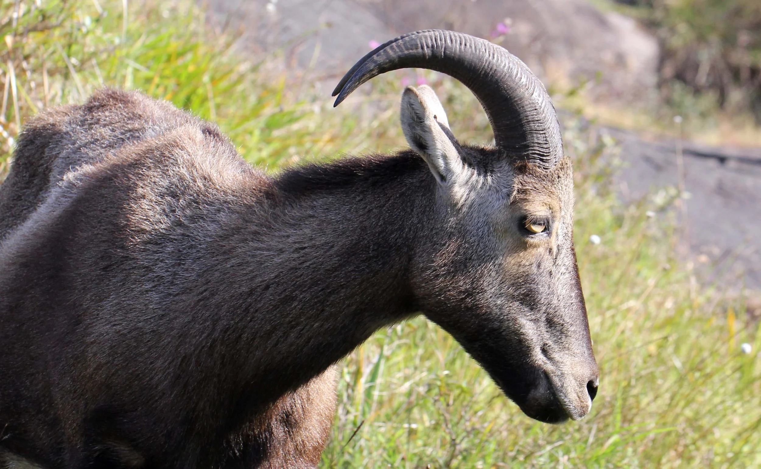 Nilgiritragus hylocrius Nilgiri Tahr — Coke Smith Wildlife
