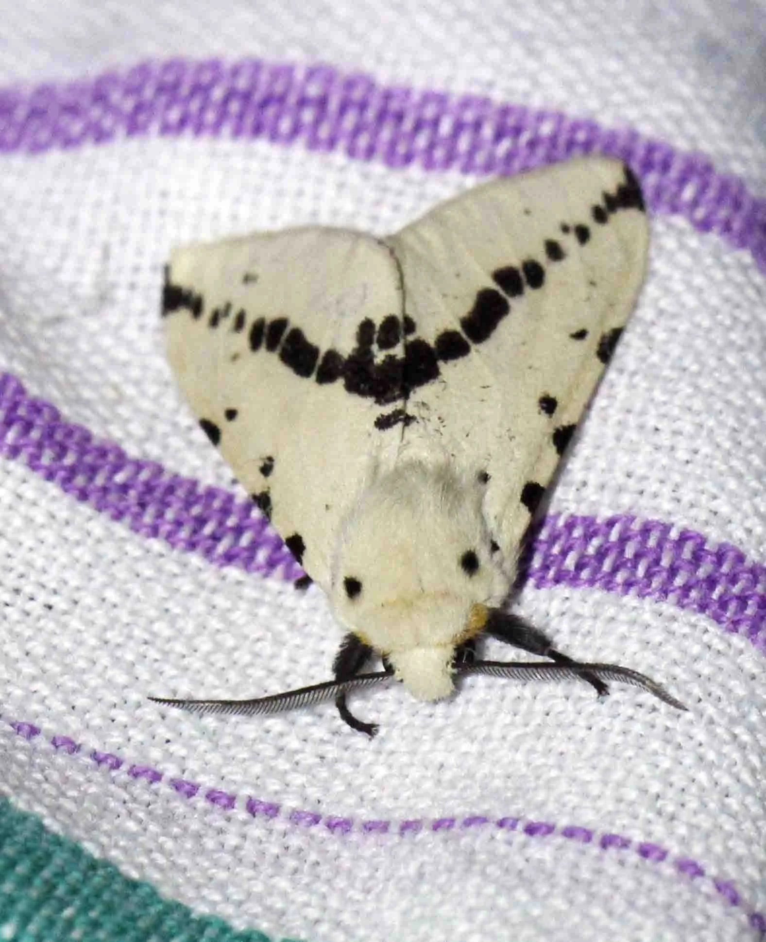 Family Arctiidae - Tiger Moths (Family Erebidae - Subfamily Arctiinae ...