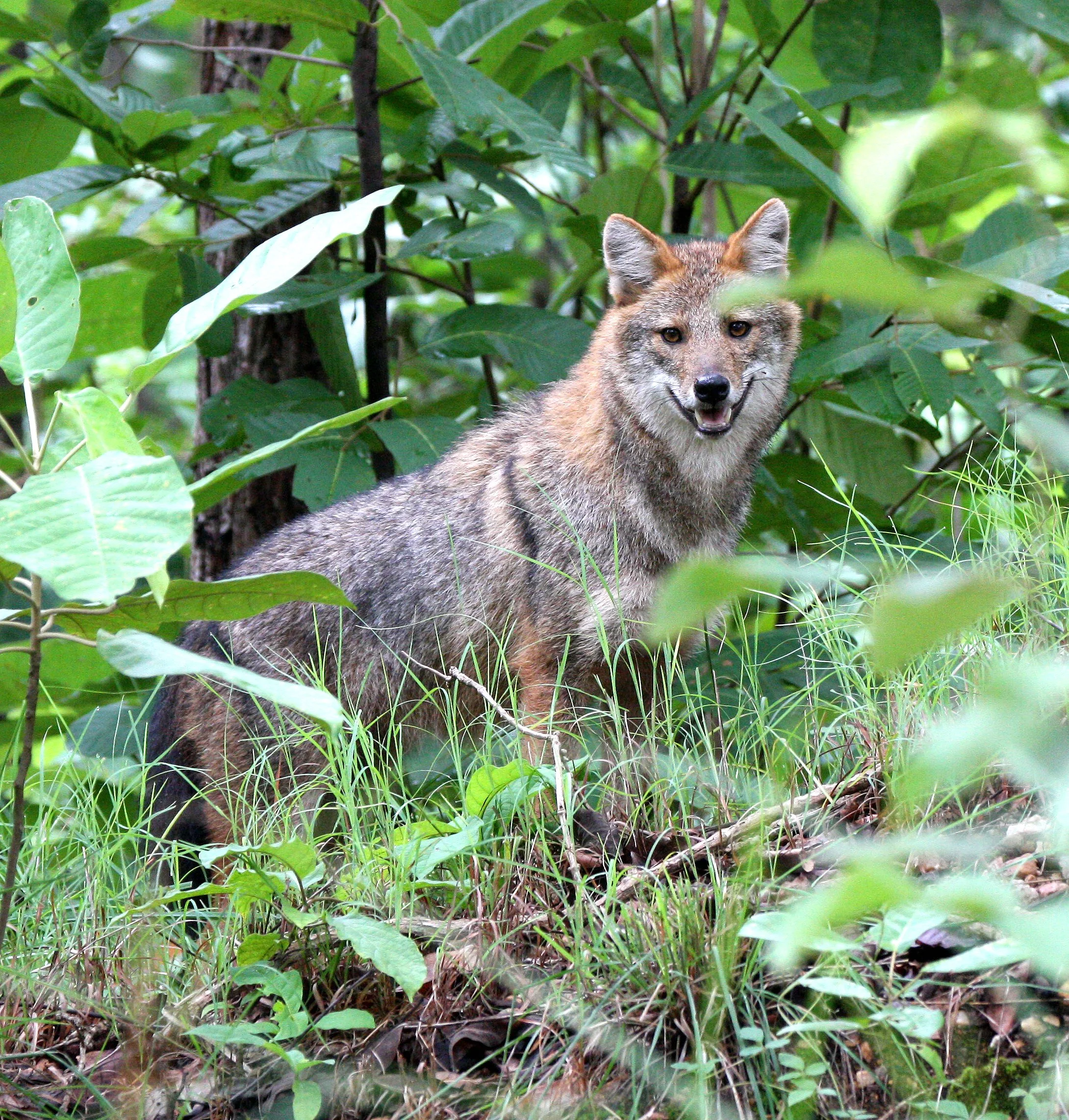 Canis aureus Asian Golden Jackals — Coke Smith Wildlife