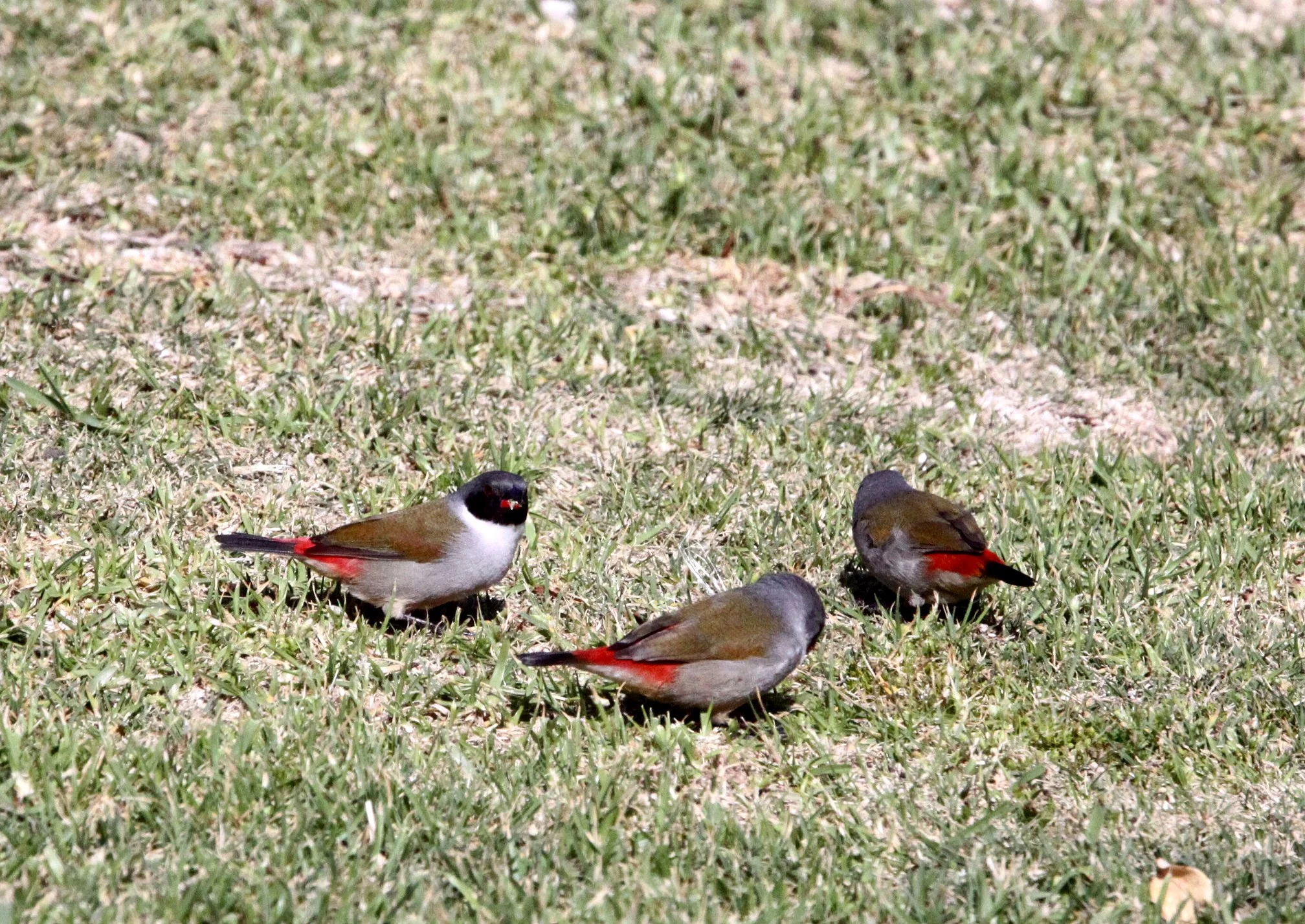 Swee Waxbill (Coccopygia melanotis) Tsitsikamma NP South Africa — Coke ...