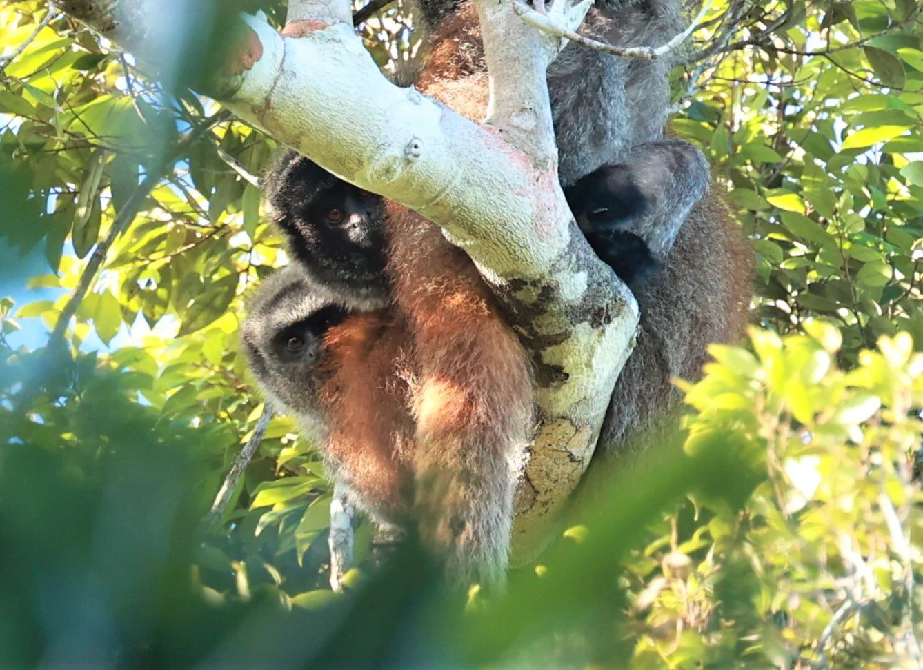 Coastal Black-handed Titi Monkey (Callicebus melanochir) — Coke Smith Wildlife