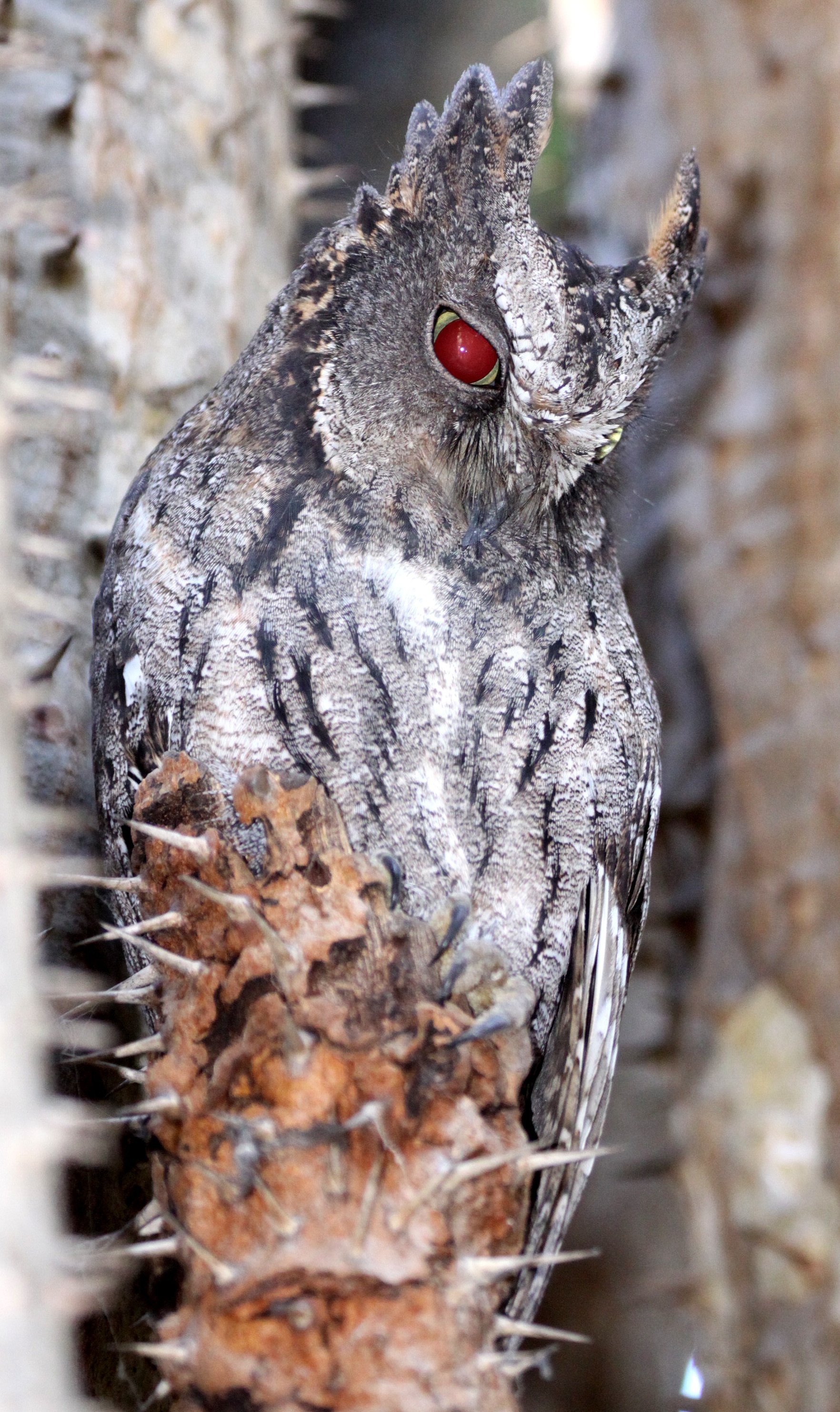 Madagascar Scops Owl (Otus rutilus) — Coke Smith Wildlife