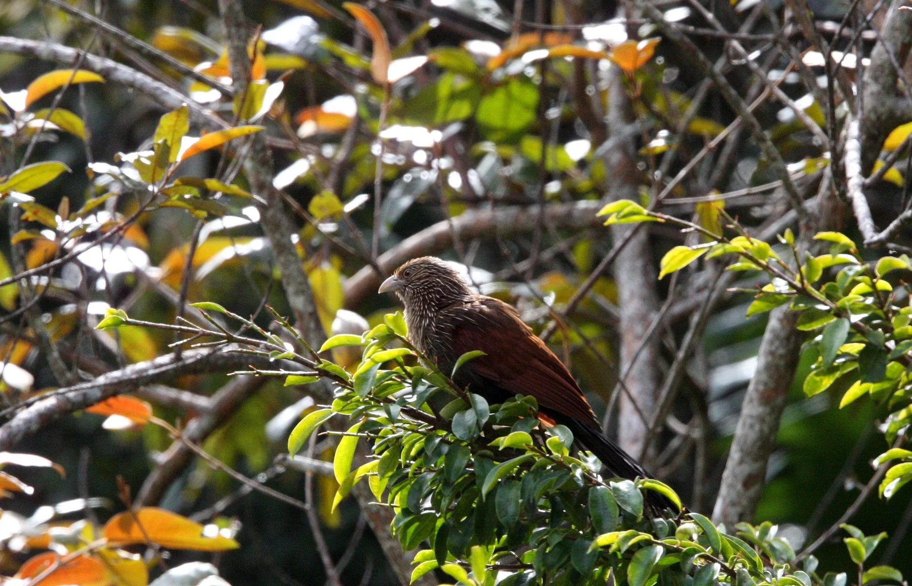 Genus Centropus Coucals — Coke Smith Wildlife
