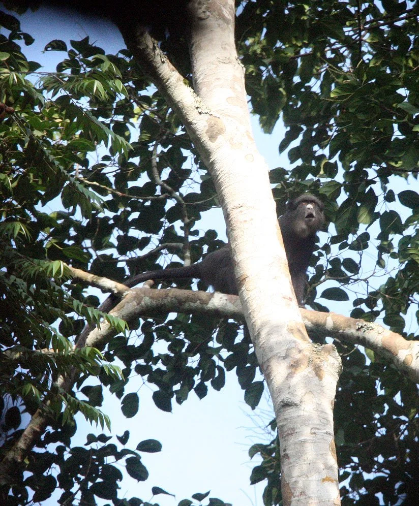 Cercopithecus nictitans Putty-nosed Monkey — Coke Smith Wildlife