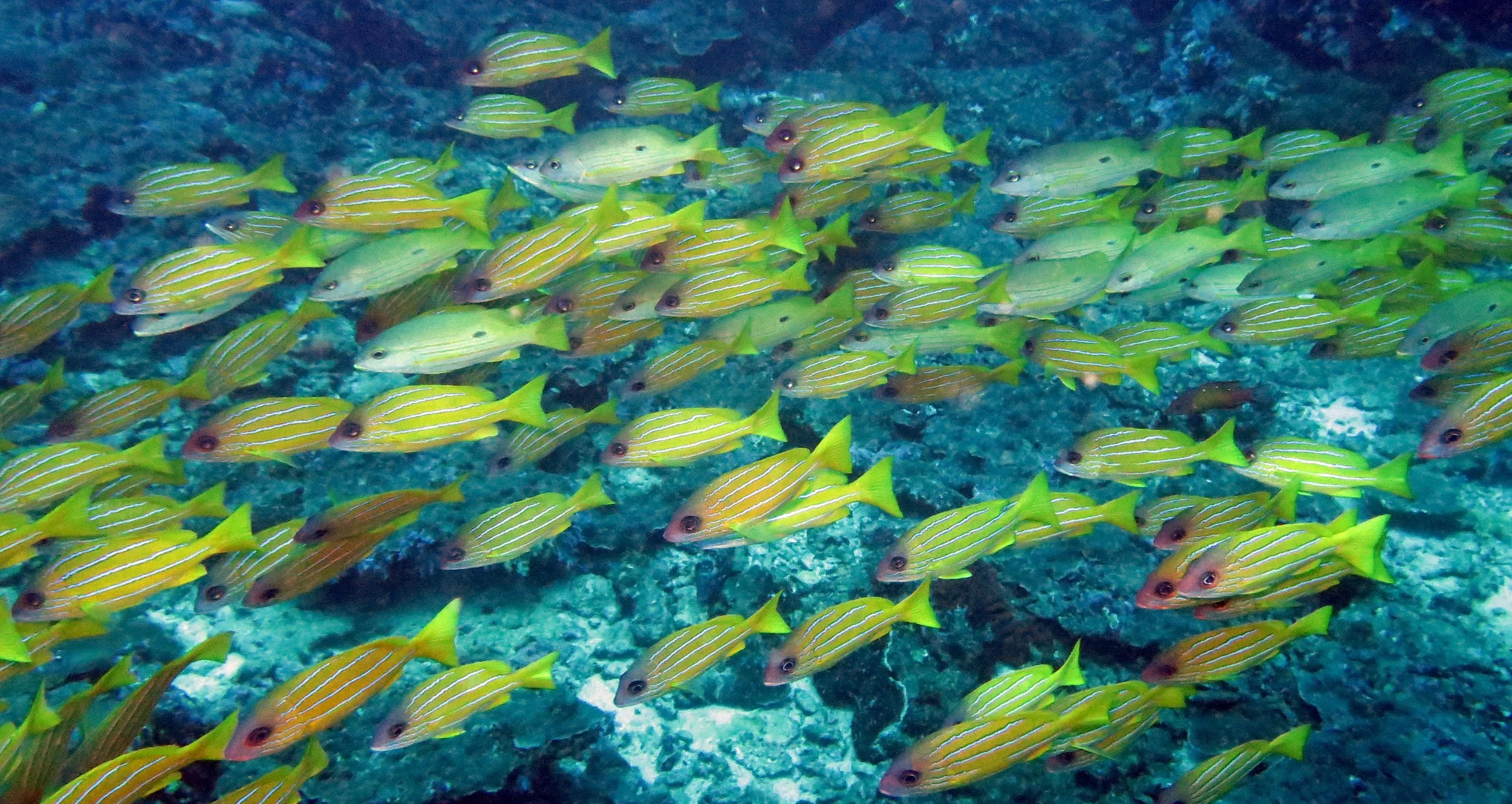 Family Lutjanidae - Snapper — Coke Smith Wildlife