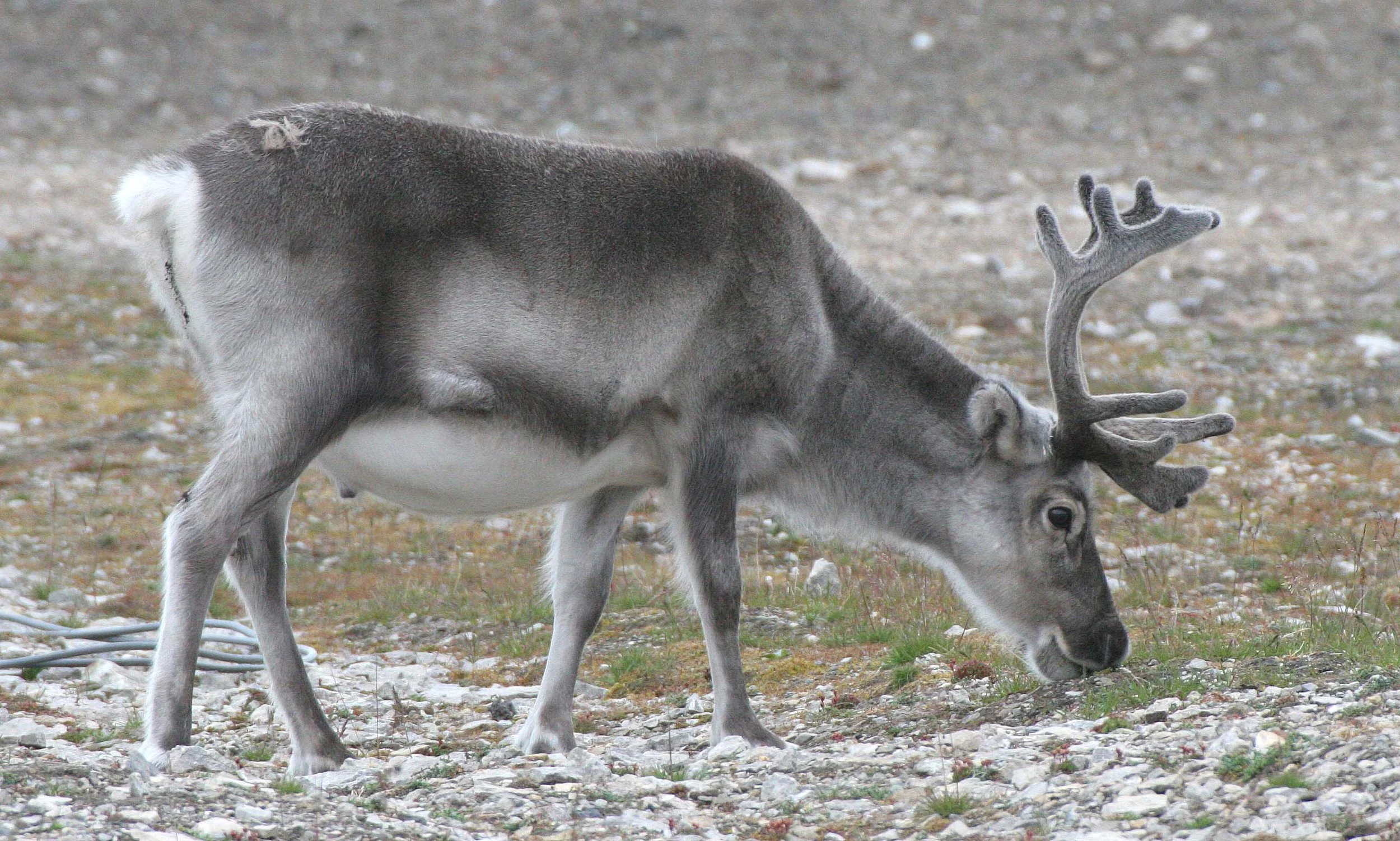 Genus Rangifer the Reindeer — Coke Smith Wildlife