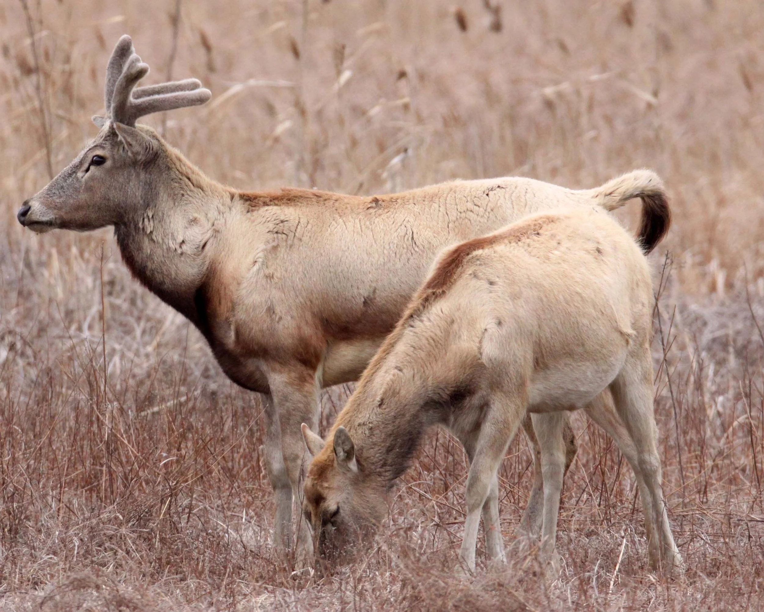 Pere David’s Deer (Elaphurus davidianus) — Coke Smith Wildlife