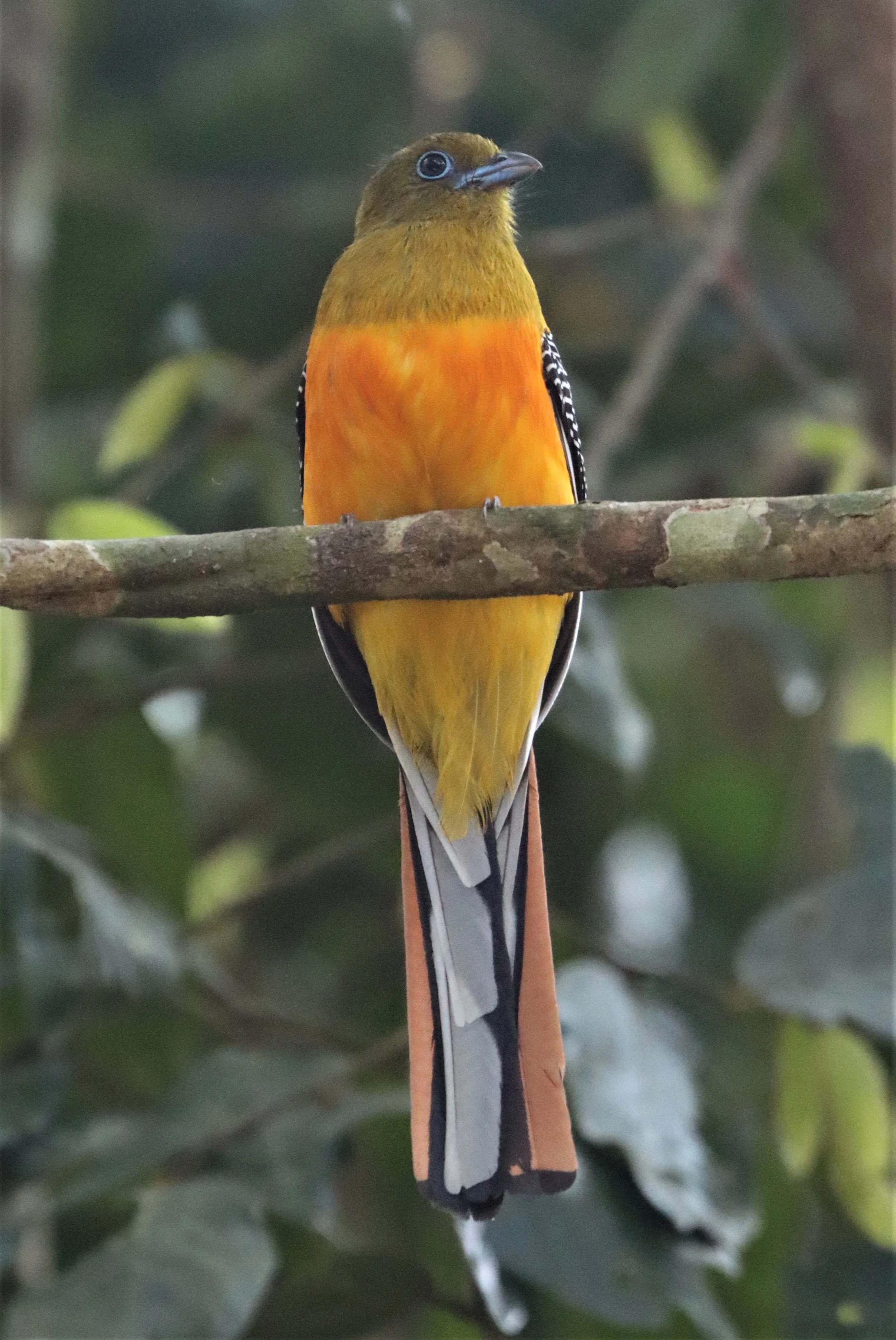 Family Trogonidae - Trogons — Coke Smith Wildlife