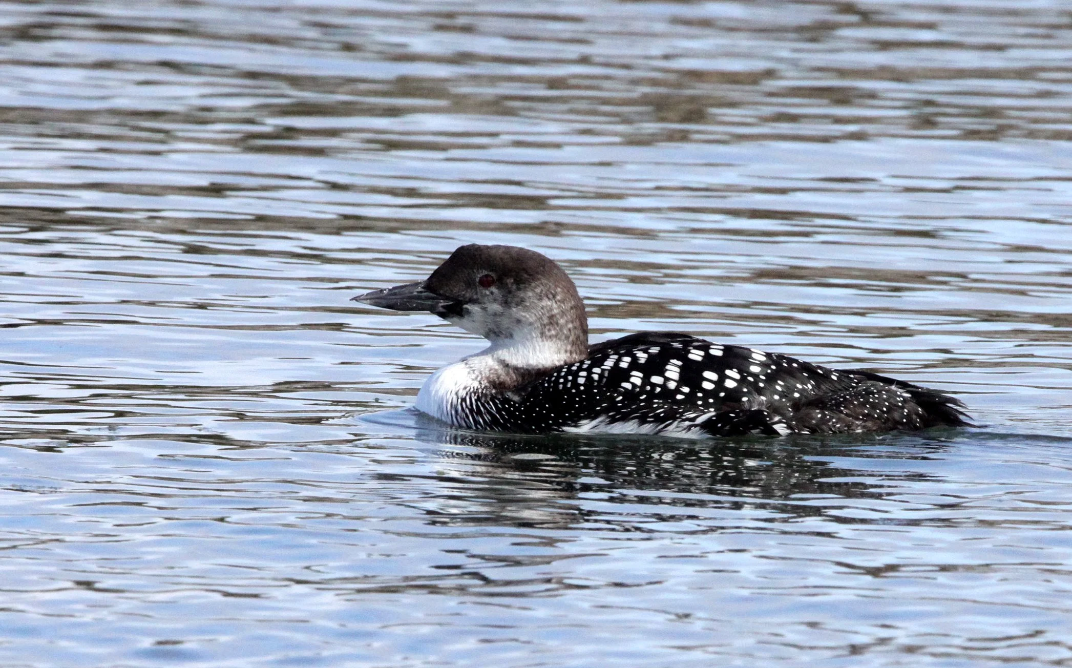 Family Gaviidae - Loons — Coke Smith Wildlife