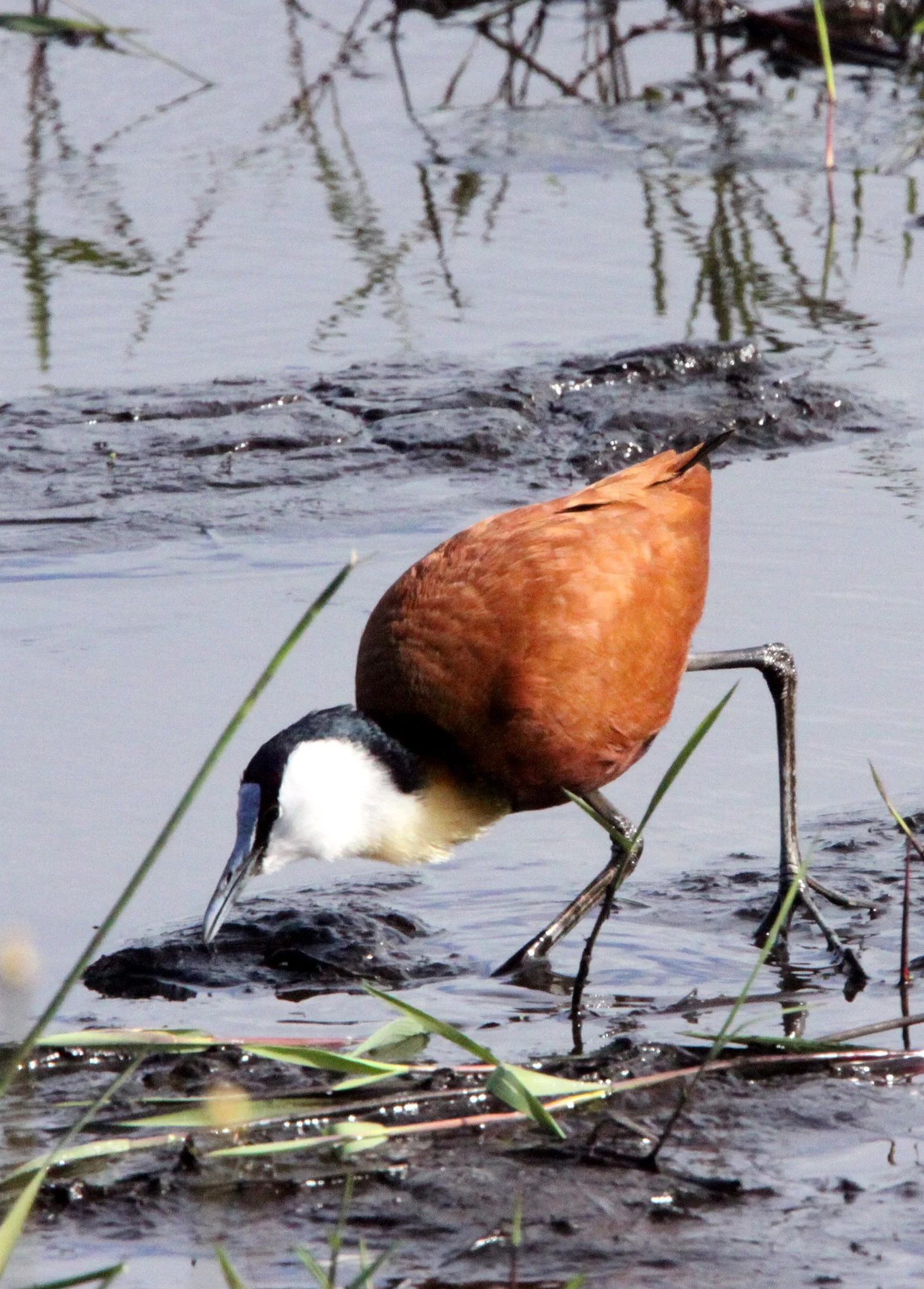 African Jacana (Actophilornis africanus) Southern Africa — Coke Smith ...