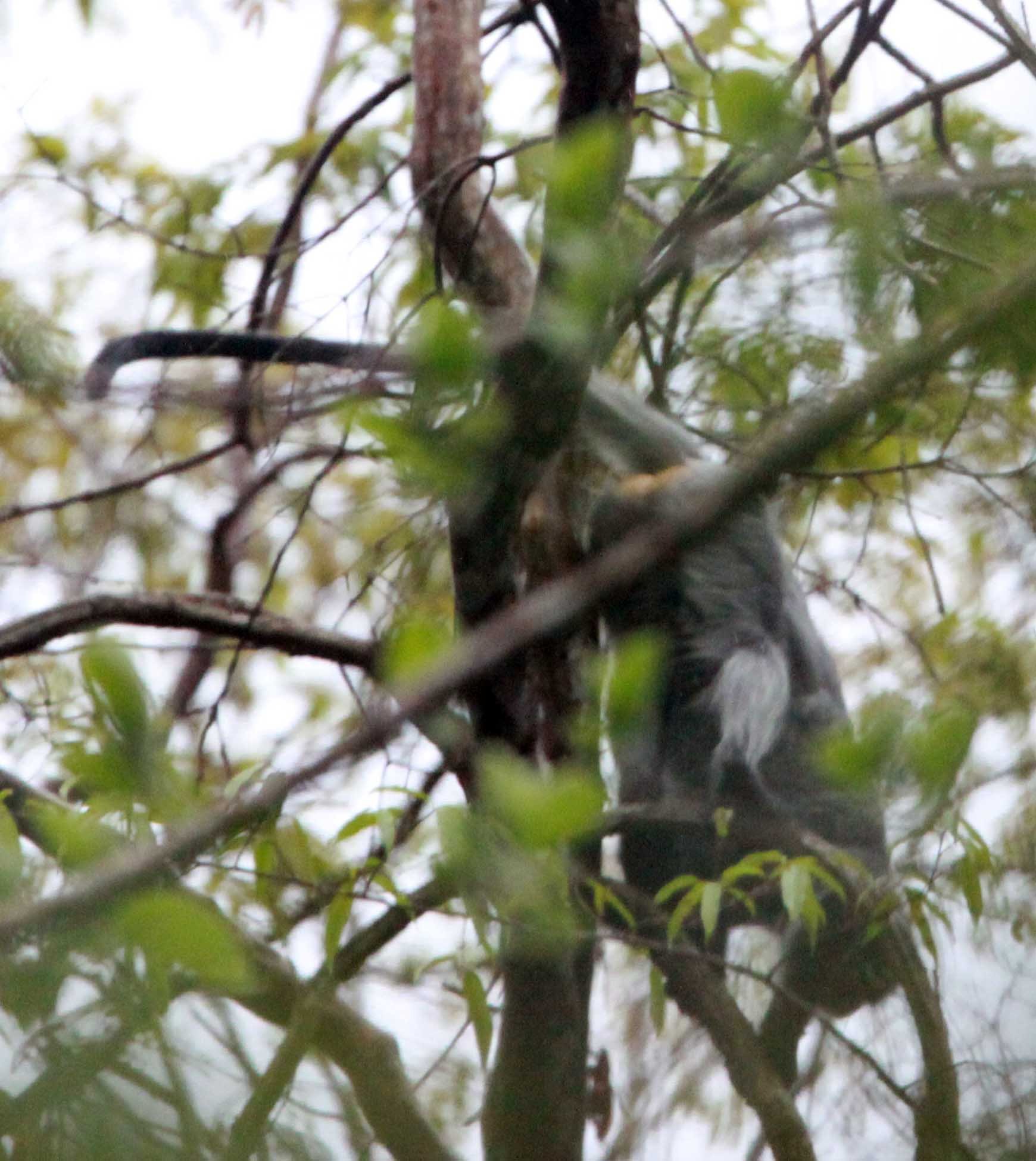 Trachypithecus margarita Annamese Langur — Coke Smith Wildlife
