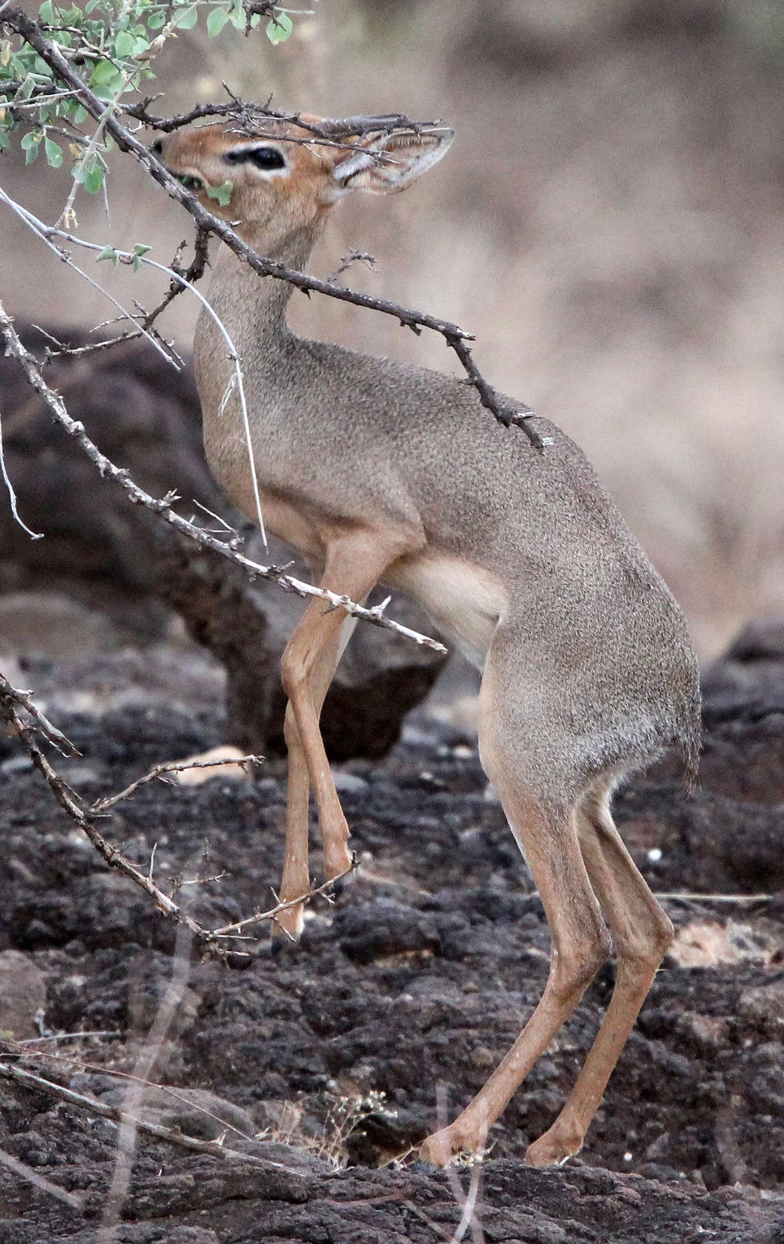 Genus Madoqua Dik Diks — Coke Smith Wildlife
